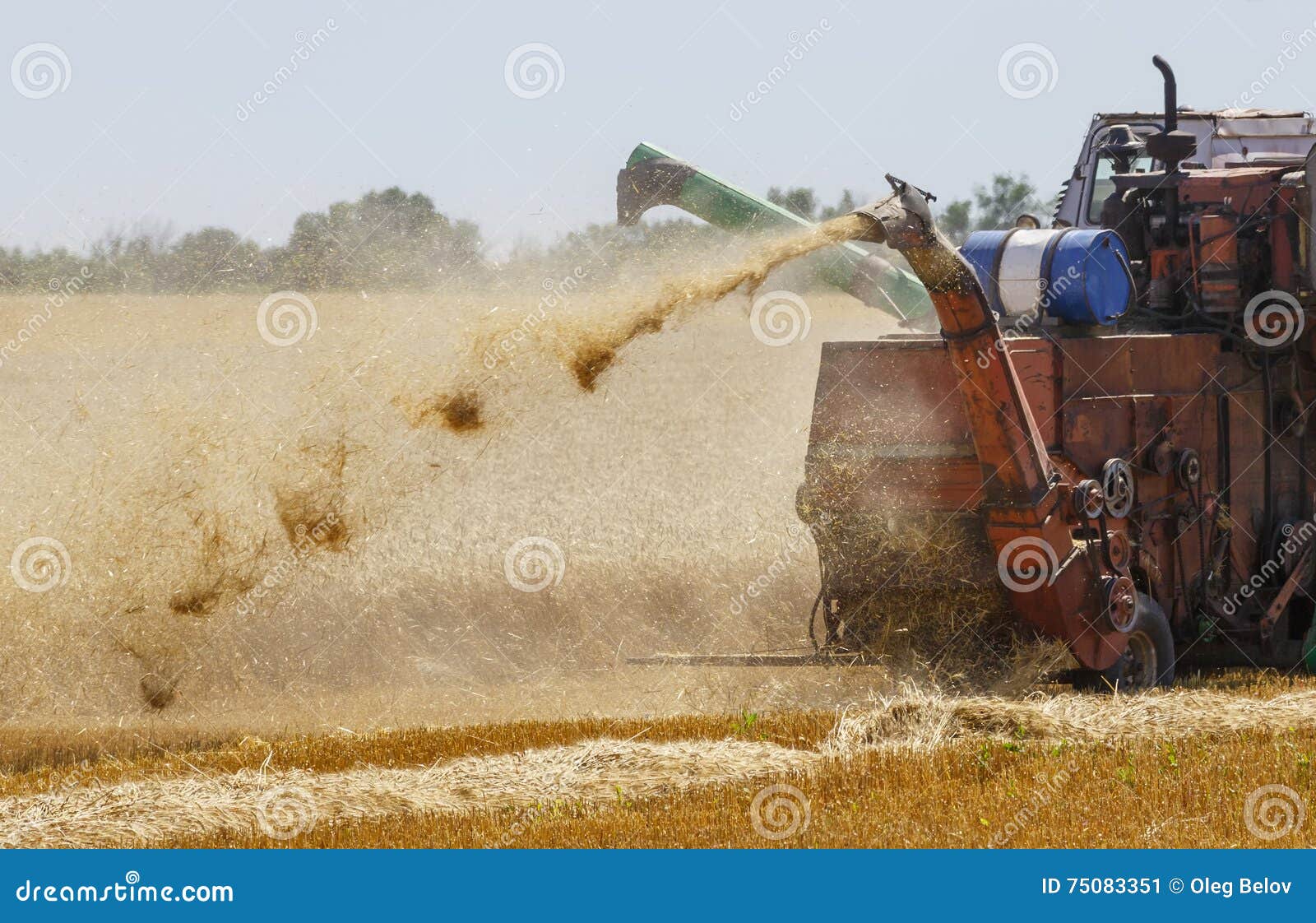 Combine Harvester is Working in the Field, Gathering the Wheat Stock ...