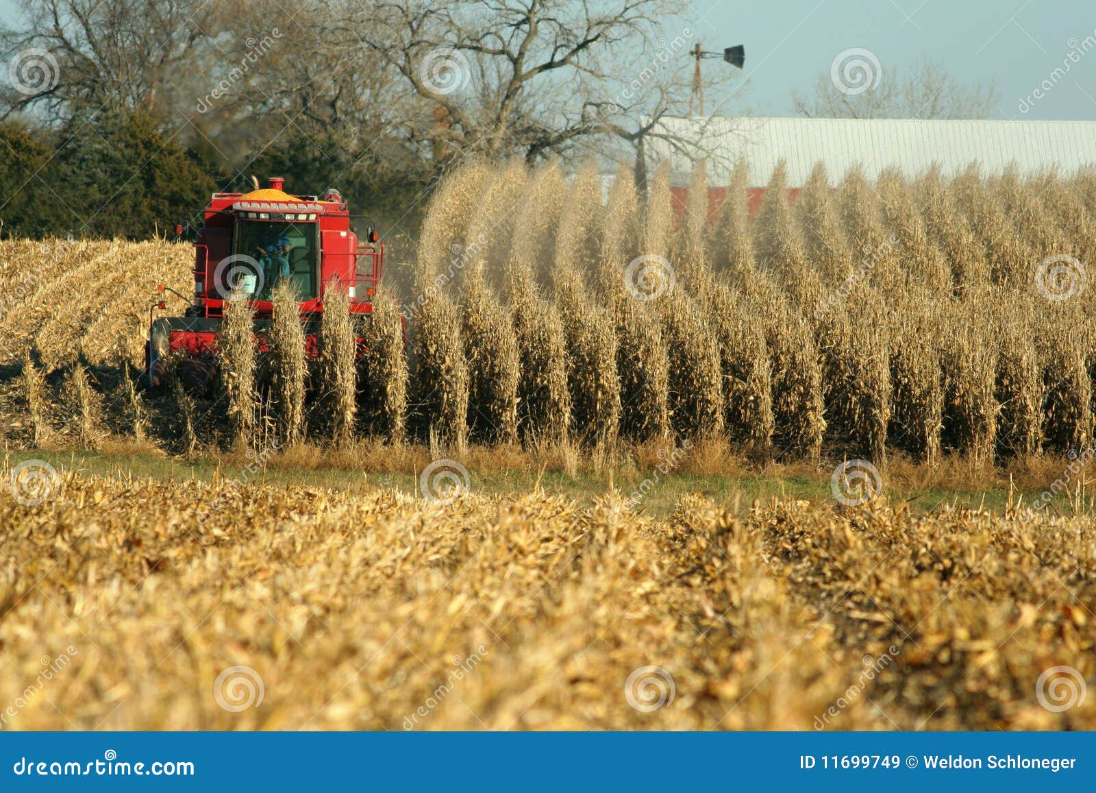 Combine harvesting corn stock image. Image of machine - 11699749