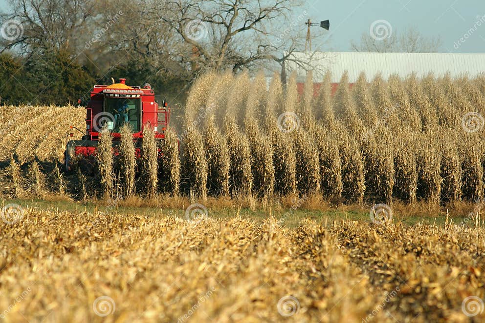 Combine harvesting corn stock image. Image of machine - 11699749