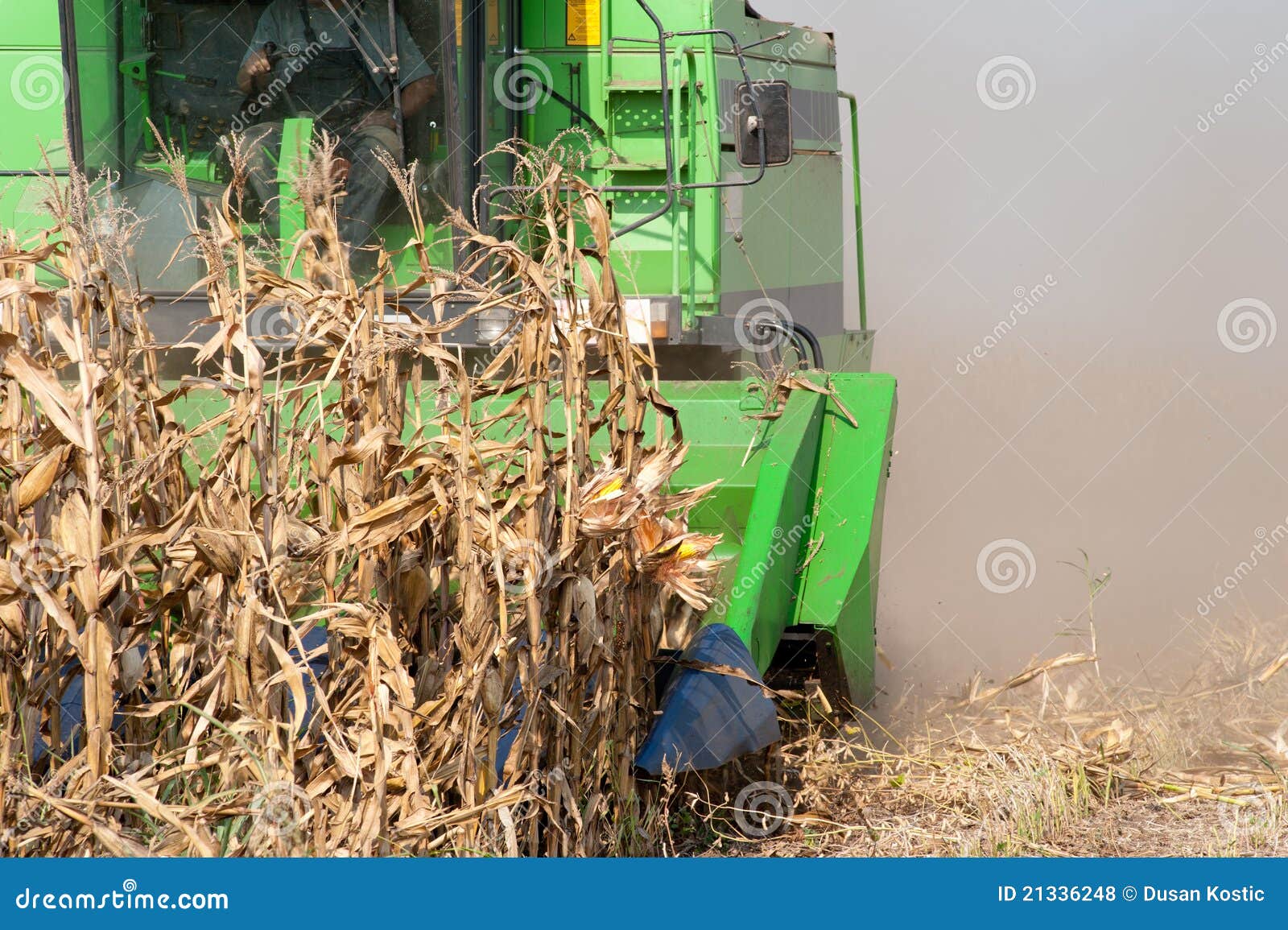 Combine harvesting corn stock photo. Image of cultivated - 21336248