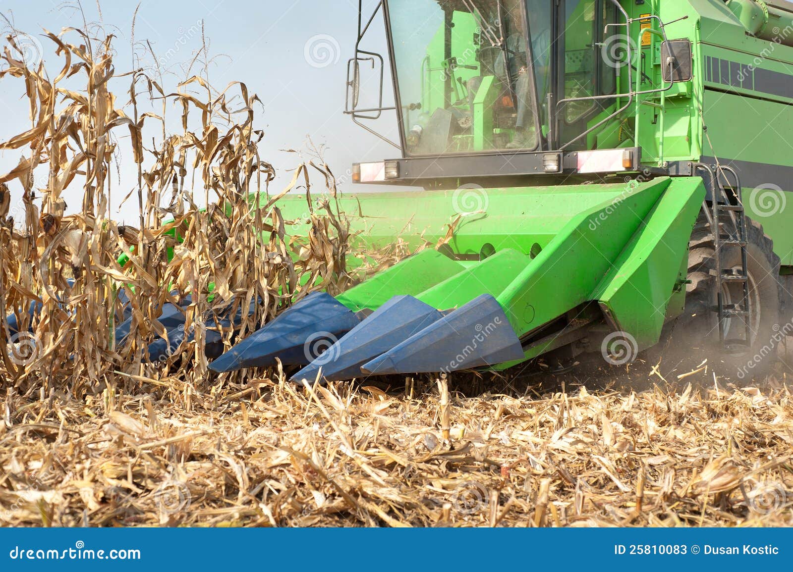 Combine harvesting corn stock image. Image of machinery - 25810083