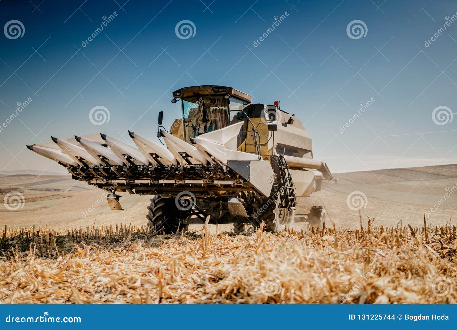Combine Harvesting Corn at Sunset Stock Photo - Image of sunset ...