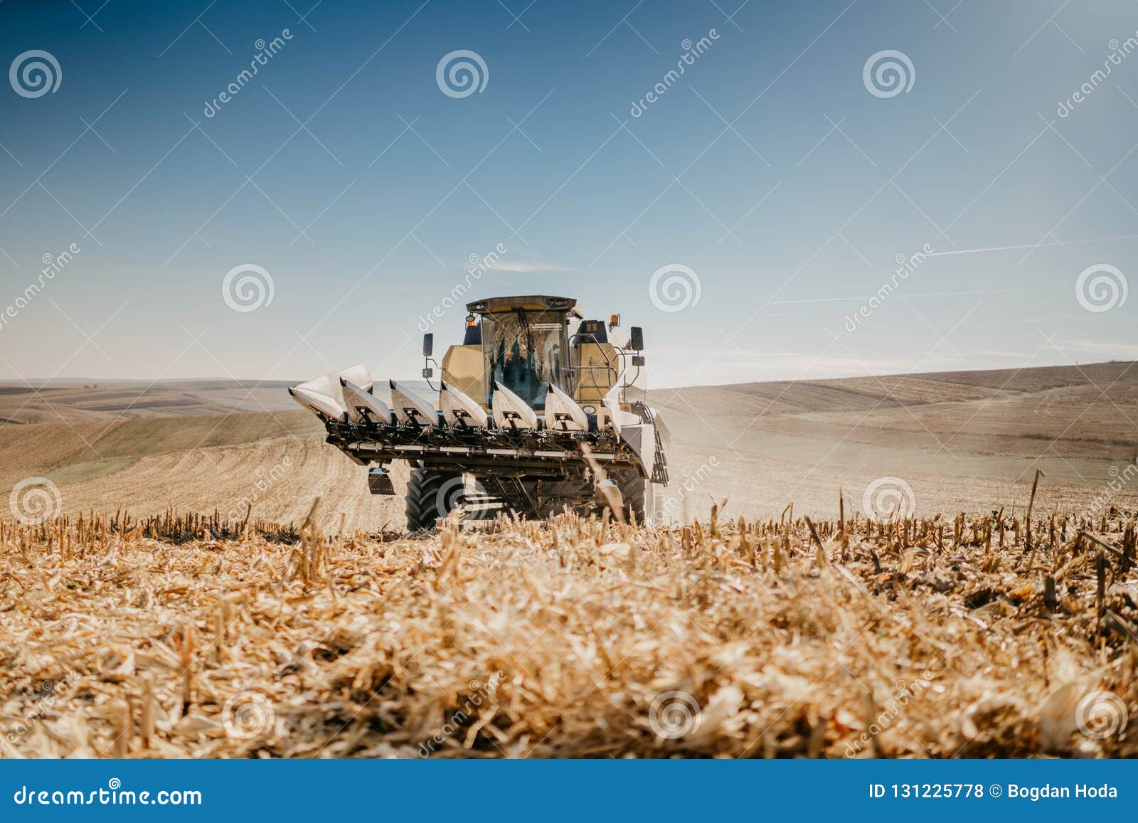 Combine Harvesting the Corn at Sunset Hours, Agriculture Industry Stock ...