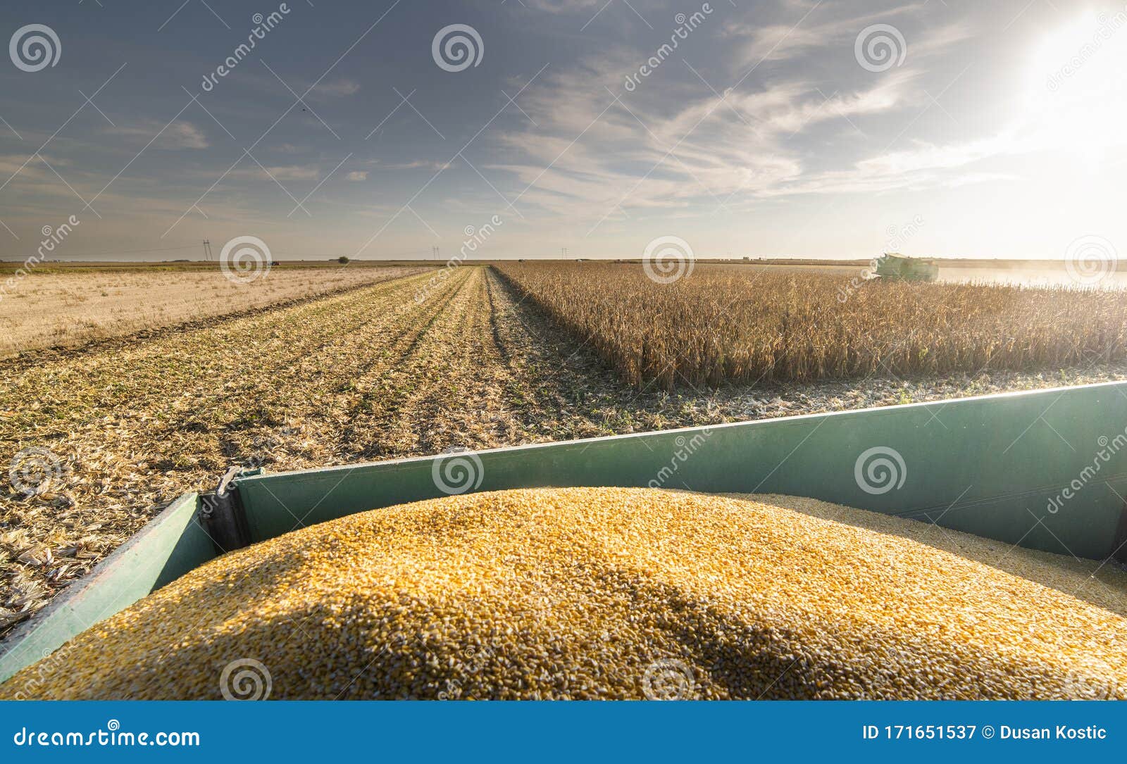 Combine Harvesting Corn in Sunset Stock Image - Image of summer ...