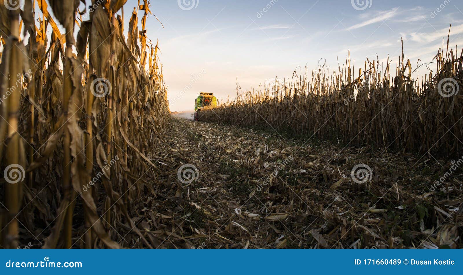 Combine Harvesting Corn in Sunset Stock Image - Image of farm ...
