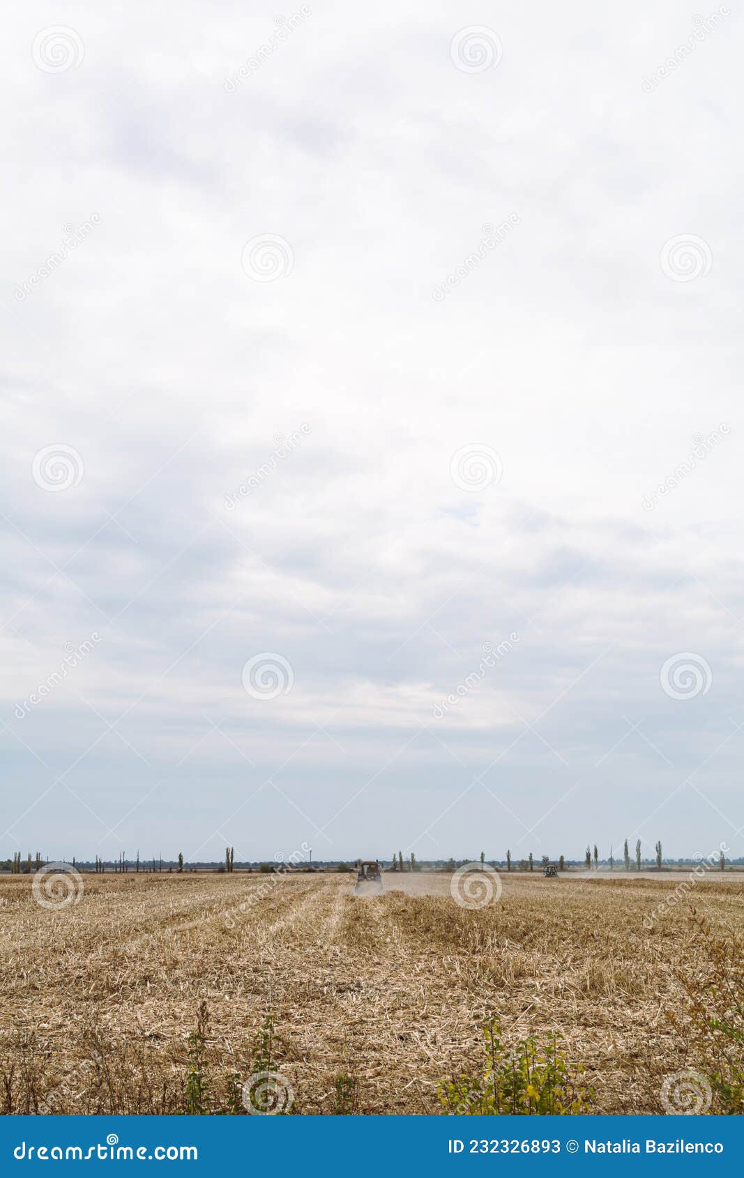 Combine Harvesting Corn Trash of Cobs, Stover, Stalks and Debris Stock ...