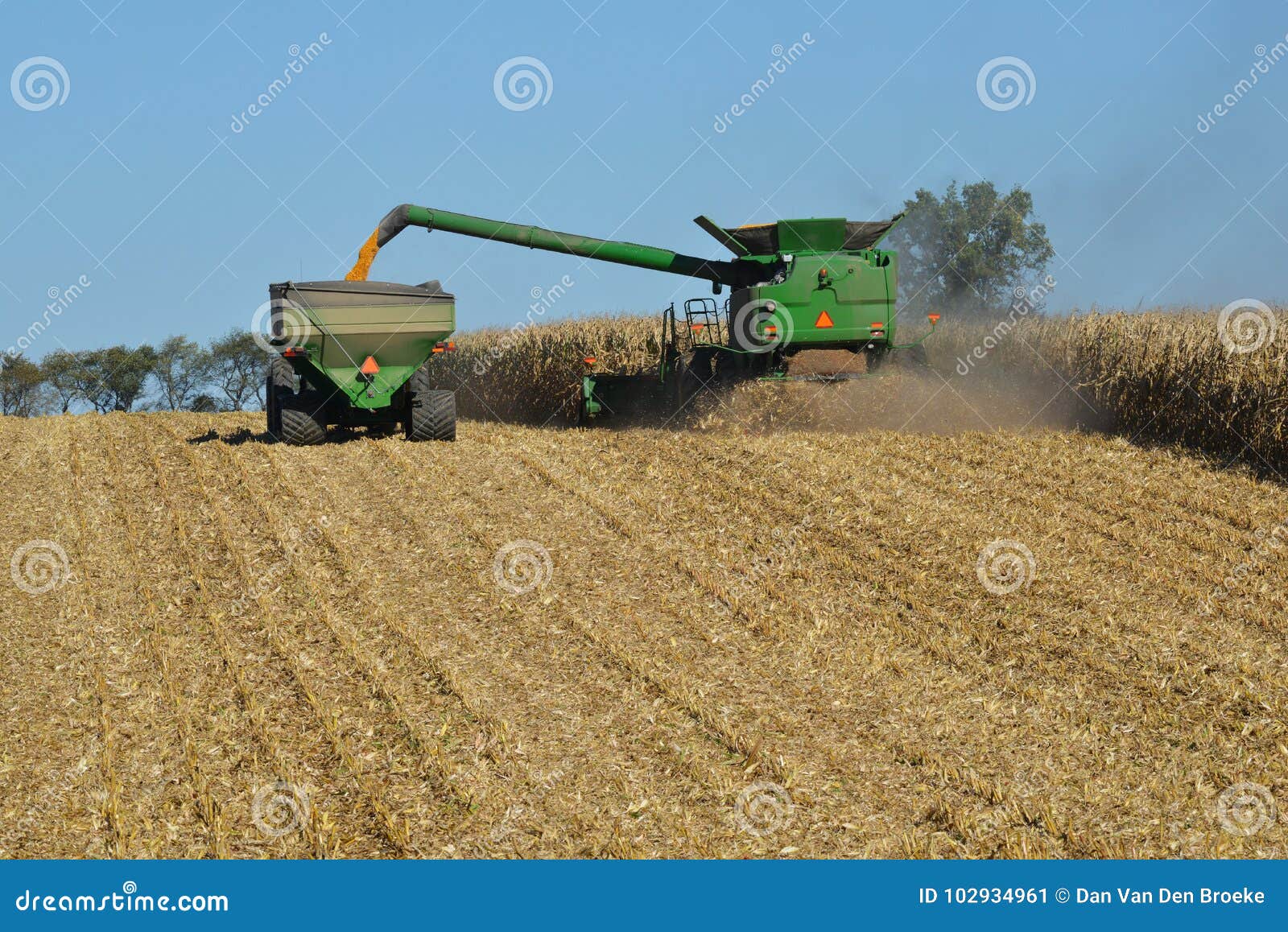 Harvesting Corn Royalty-Free Stock Photo | CartoonDealer.com #13251675