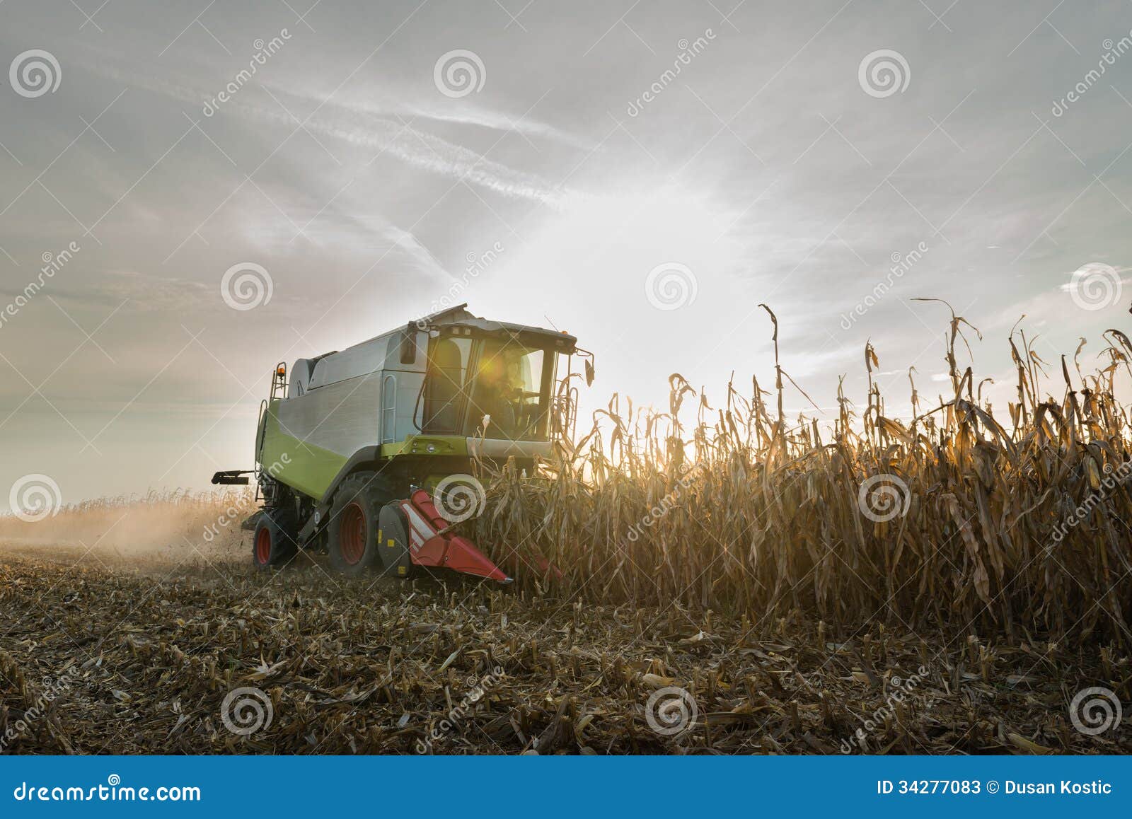 Combine Harvesting Crop Corn Stock Image - Image of cornfield ...