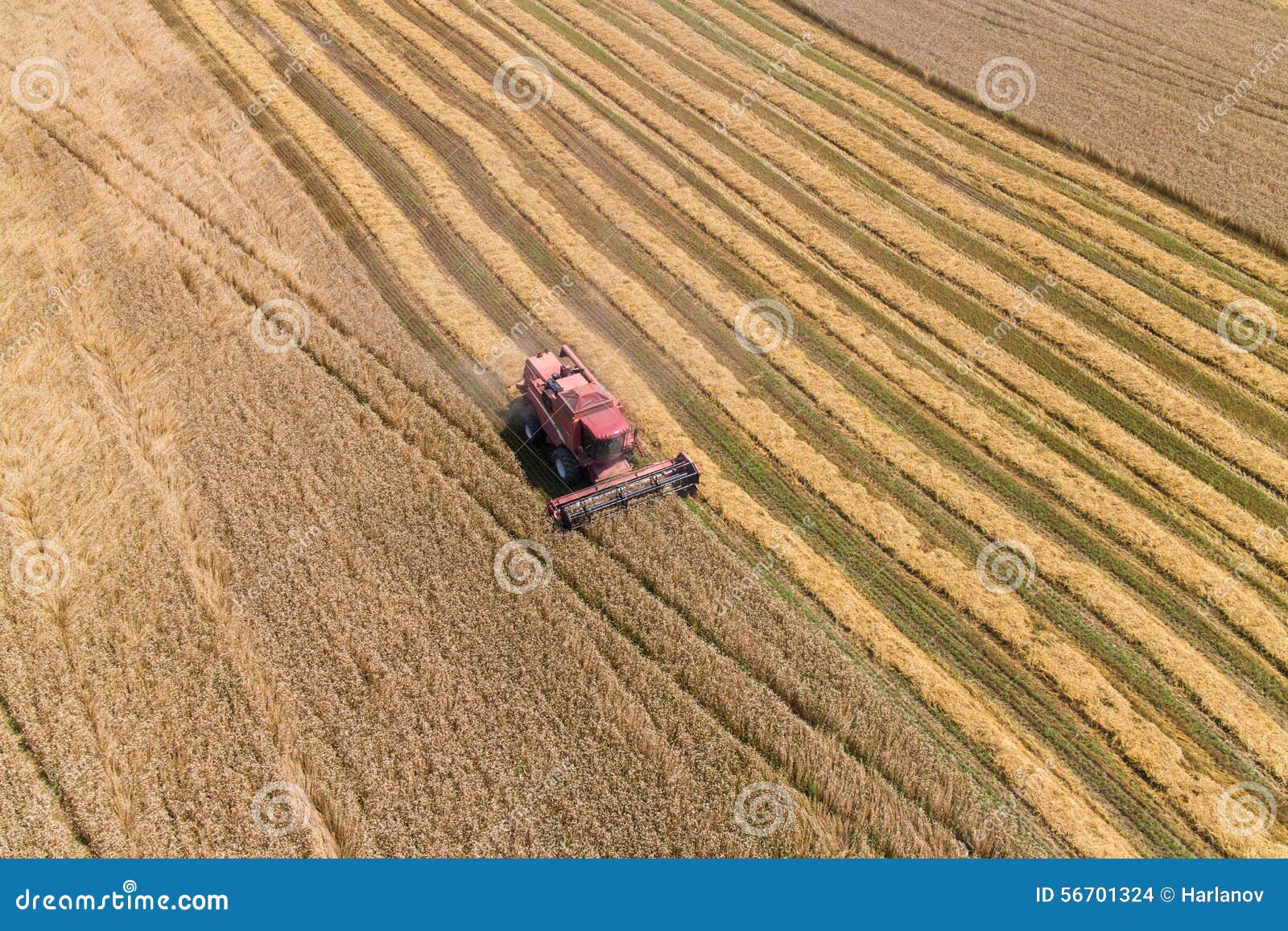 Combine Harvesting a Fall Corn Field Stock Photo - Image of copy, grain ...