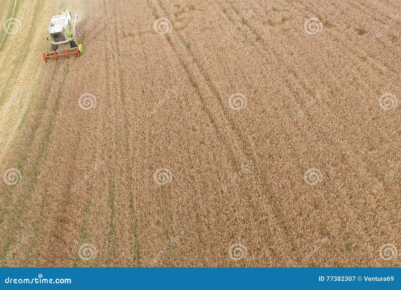 Combine Harvesting a Fall Corn Field Stock Image - Image of machinery ...