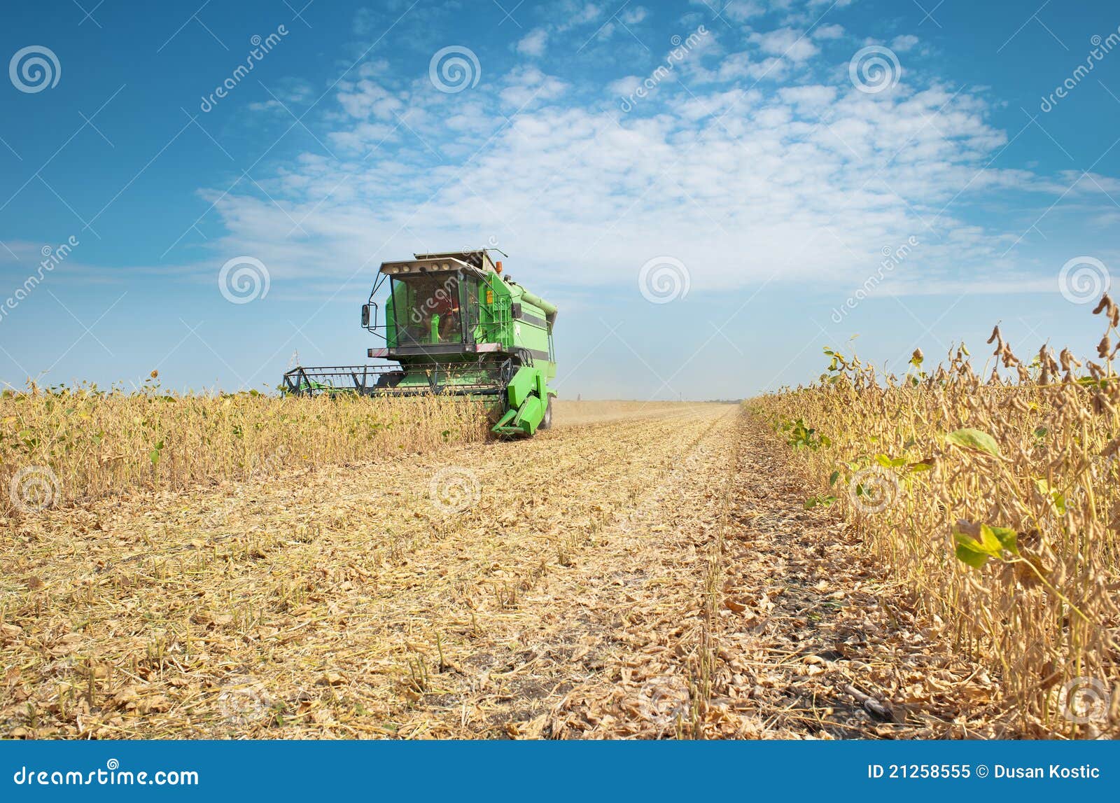 Combine Harvesting Soybeans Stock Image - Image of combine, machinery ...