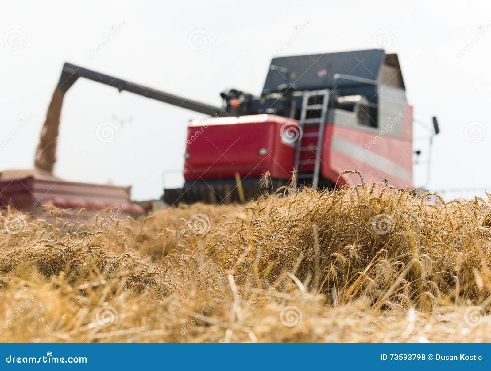 Combine harvesting wheat stock photo. Image of grain - 73593798