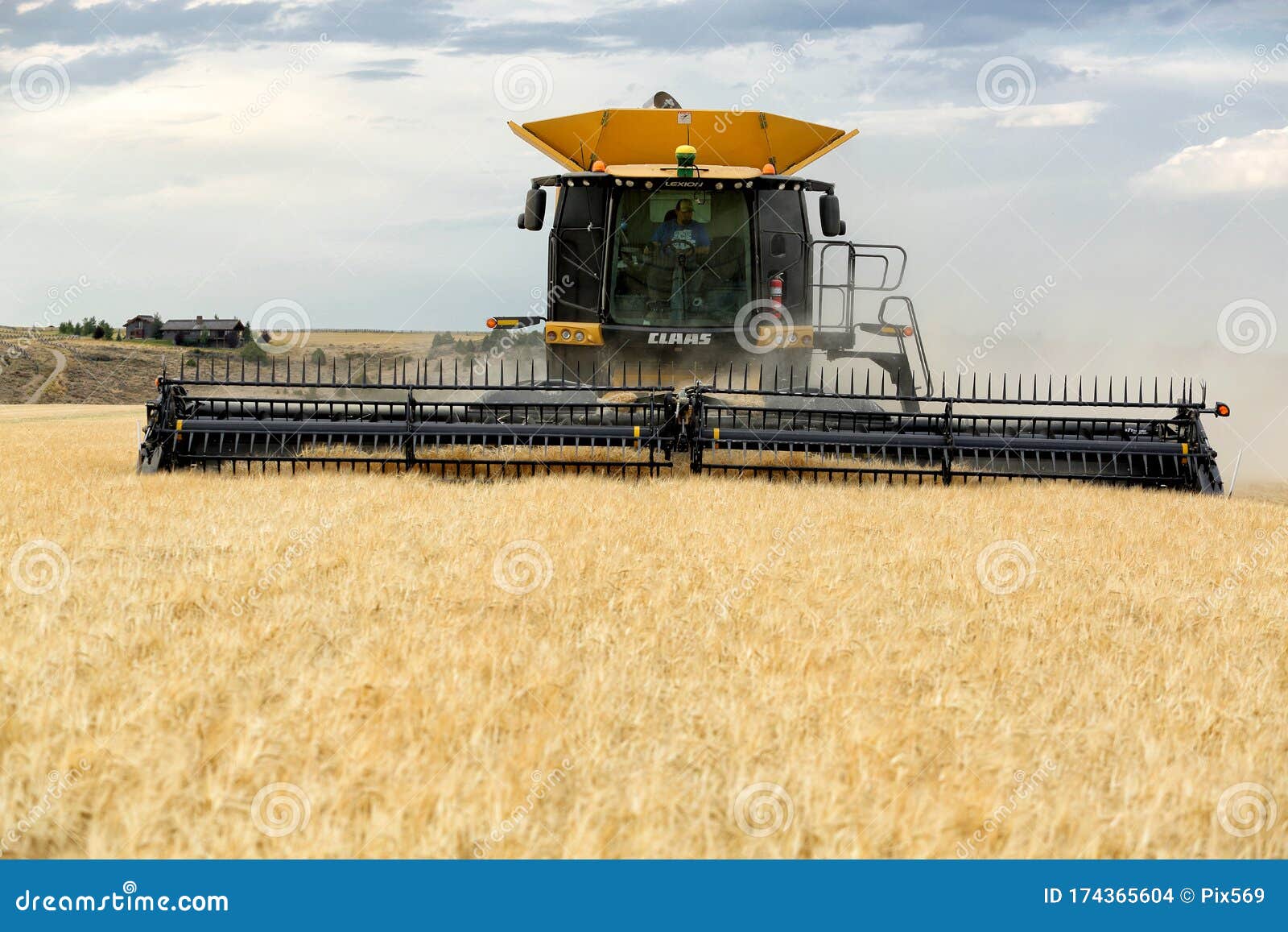 A Combine Harvesting Wheat in a Ripe Grain Field Editorial Stock Image ... A Combine Harvesting Wheat in a Ripe Grain Field Editorial Stock Image ...