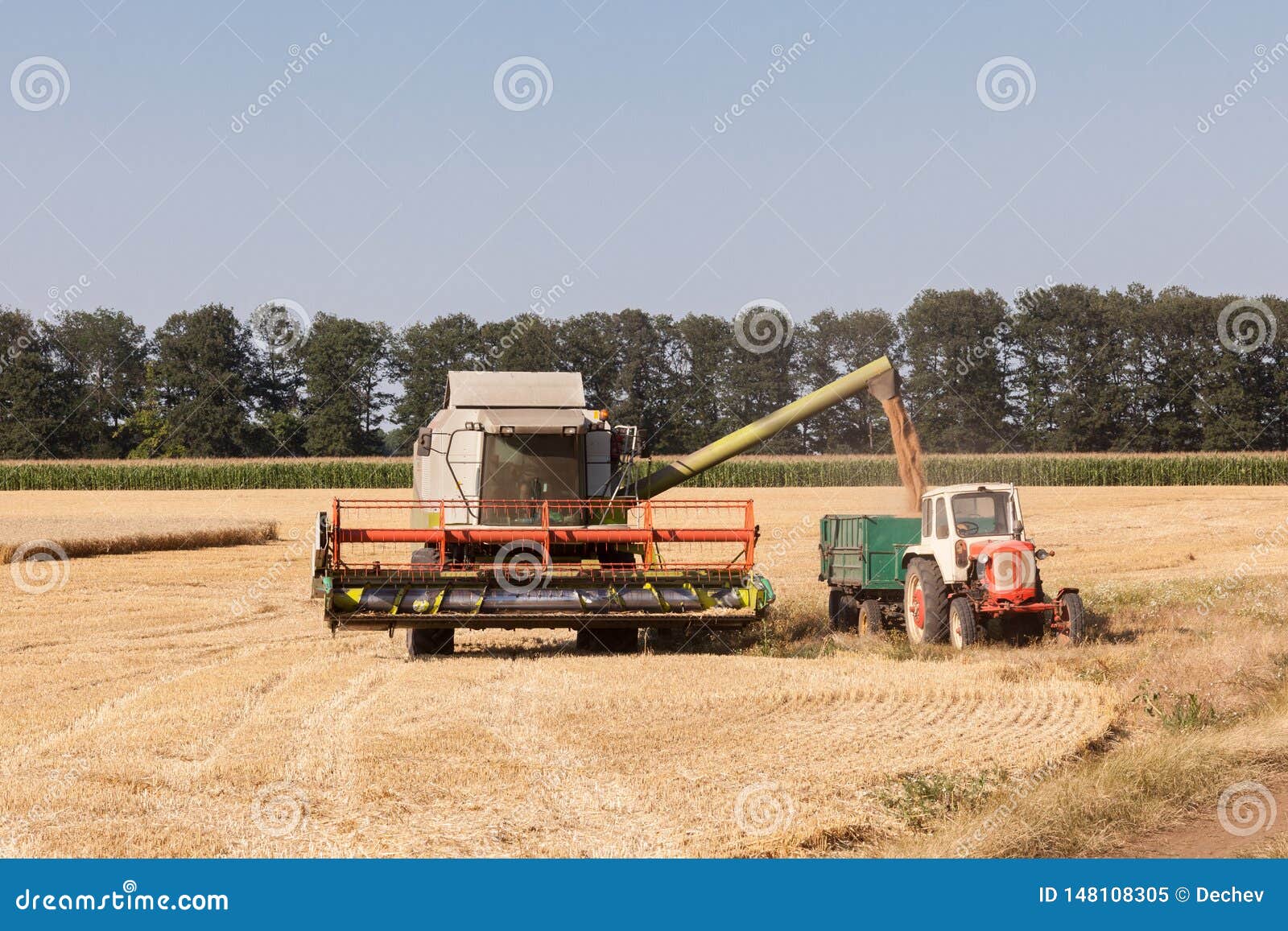 Combine Harvesting Wheat and Unloading Grains into Tractor Trailer ...