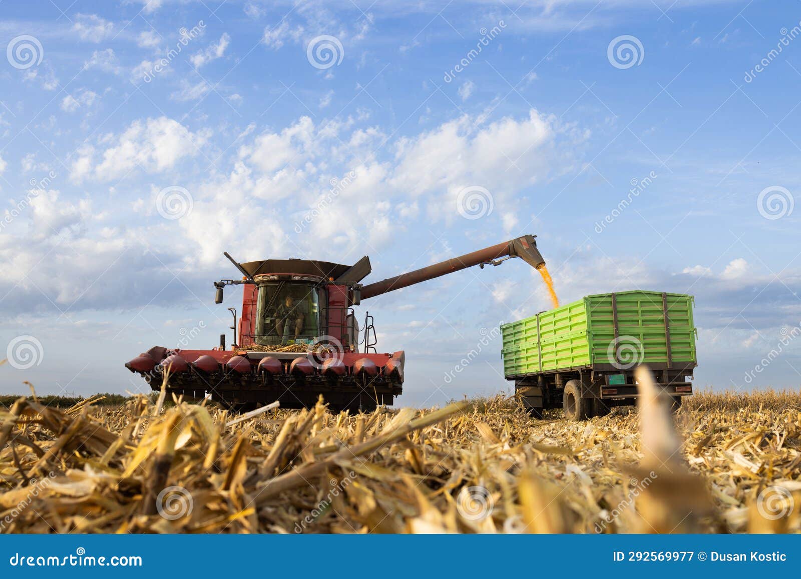 A combine harvests corn stock image. Image of corn, crop - 292569977