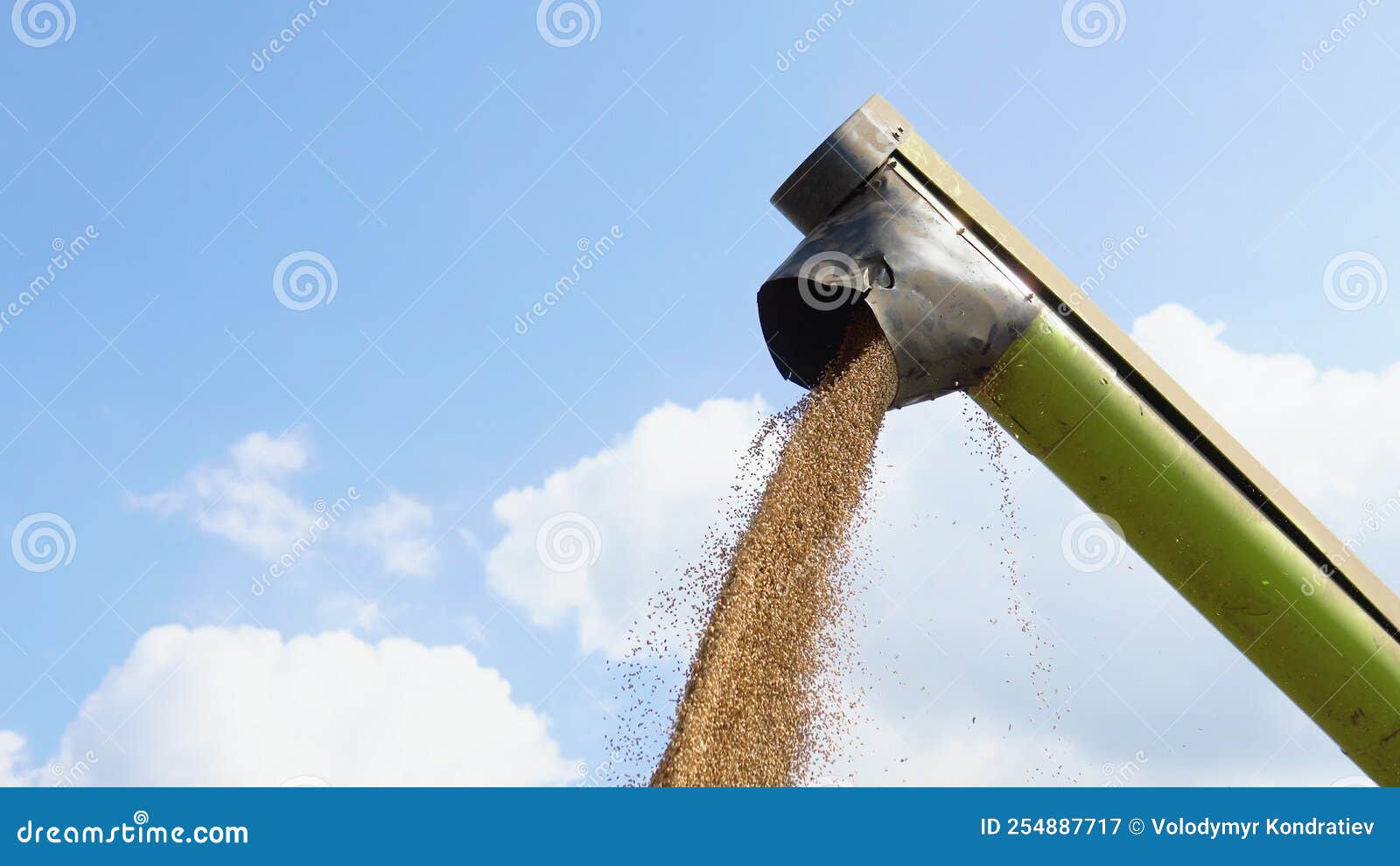 Combine Loading Wheat Grain in Truck at Evening. Yellow Dry Kernels ...