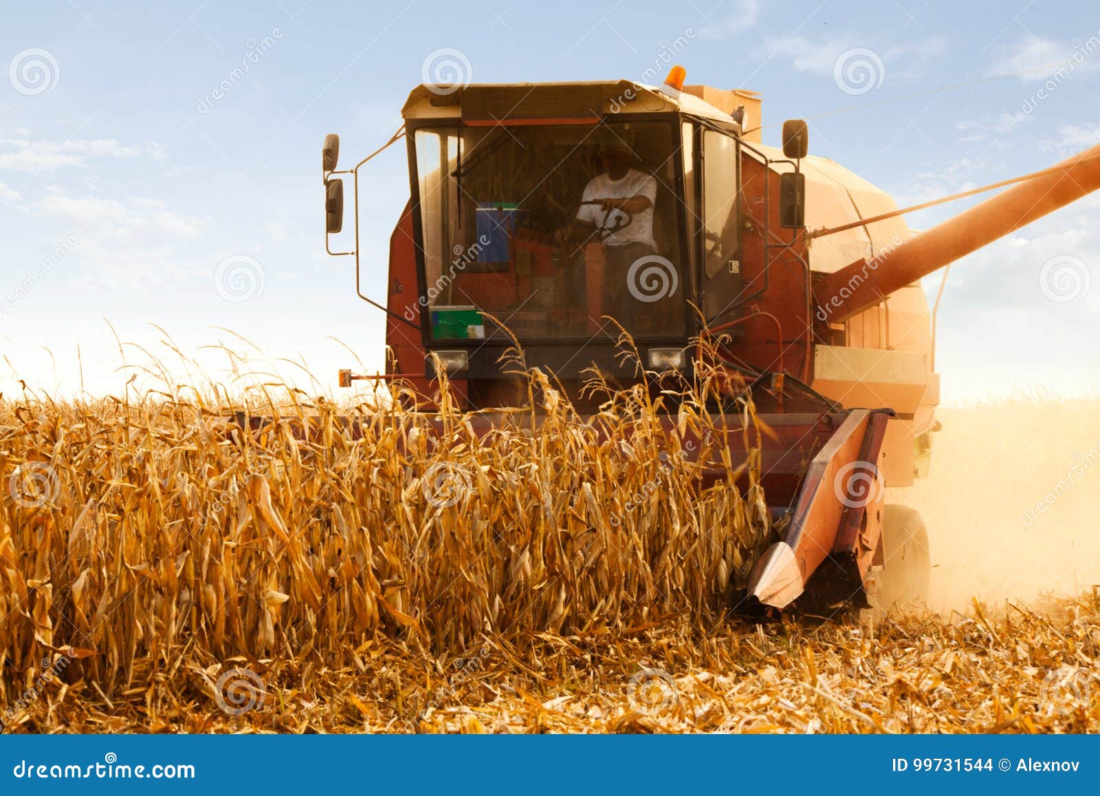 Combine Operator Harvesting Corn on the Field in Sunny Day Stock Photo ...
