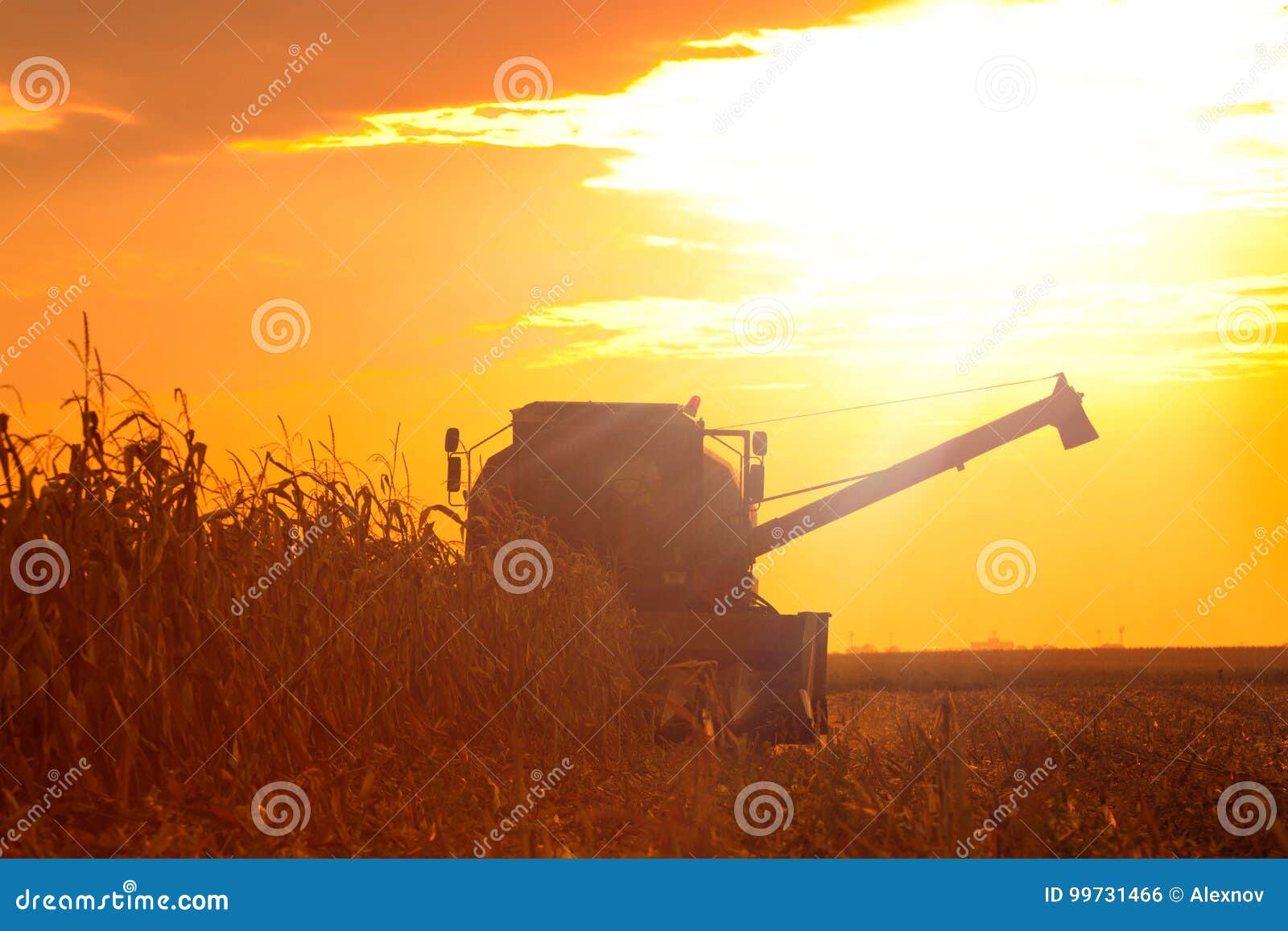 Combine Operator Harvesting Corn on the Field in Summer Evening Stock ...