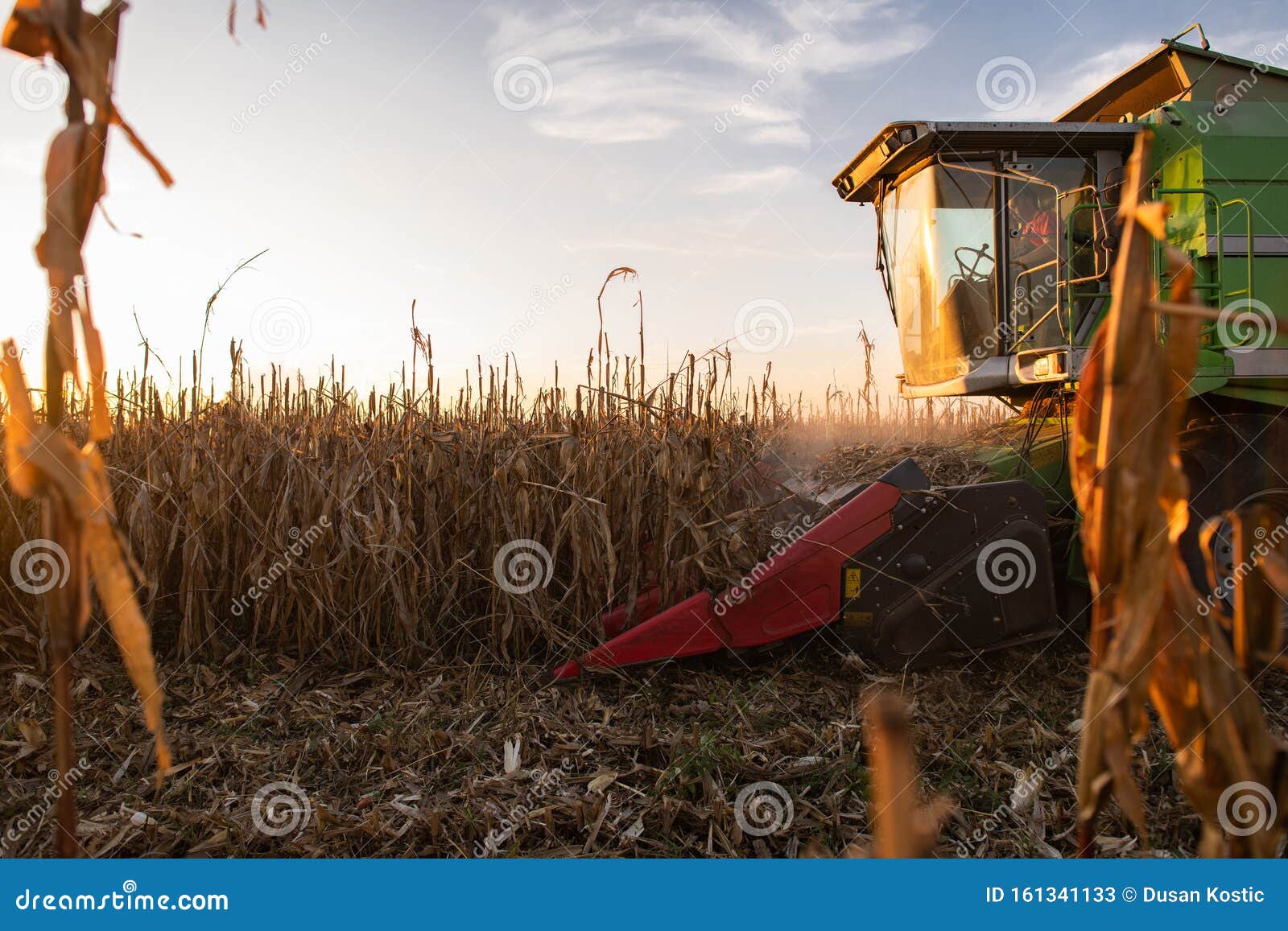 Combine Harvesting Corn in Sunset Stock Image - Image of equipment ...