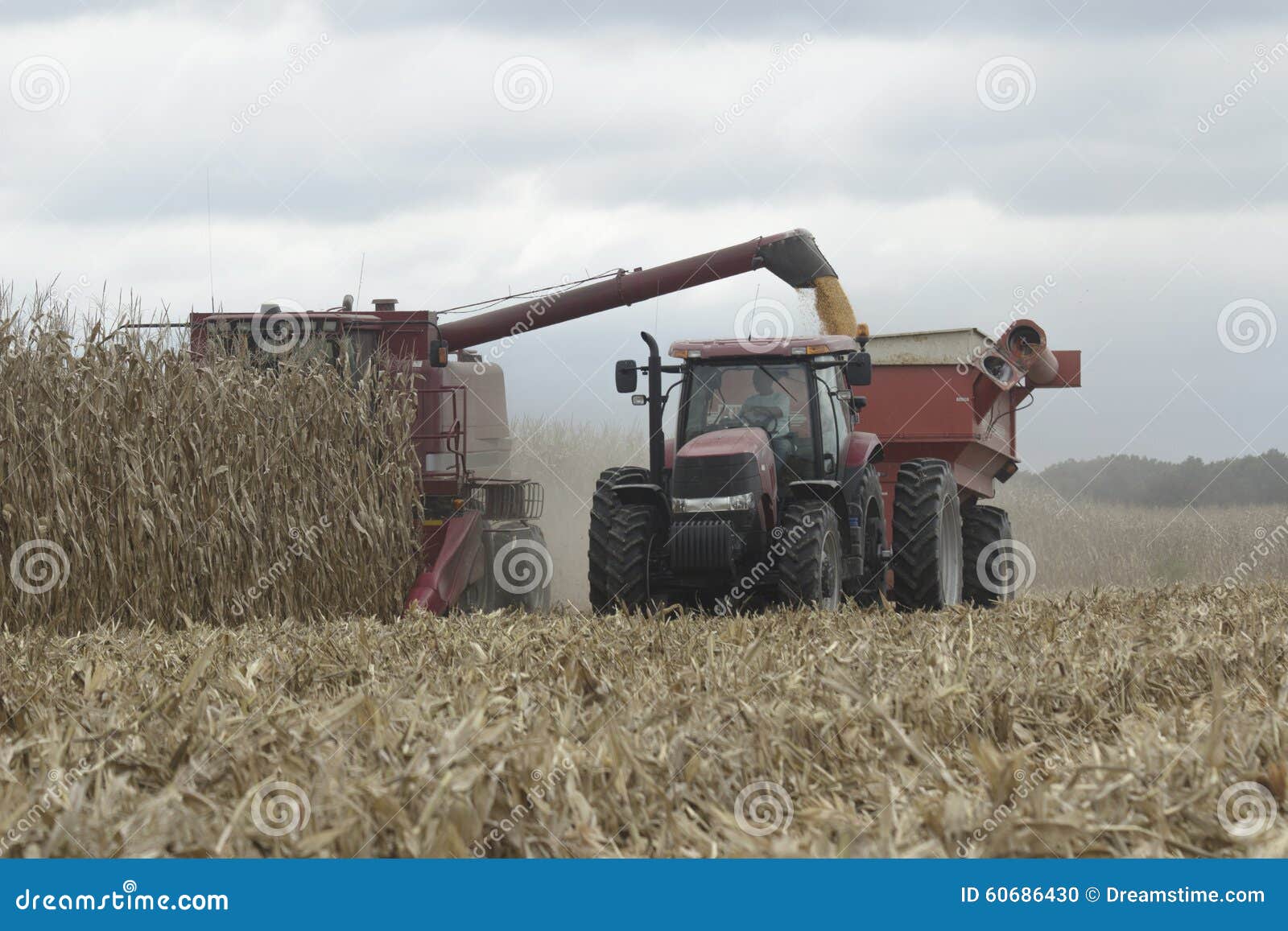 Combine and Tractor Harvest Corn Stock Photo - Image of farming, field ...