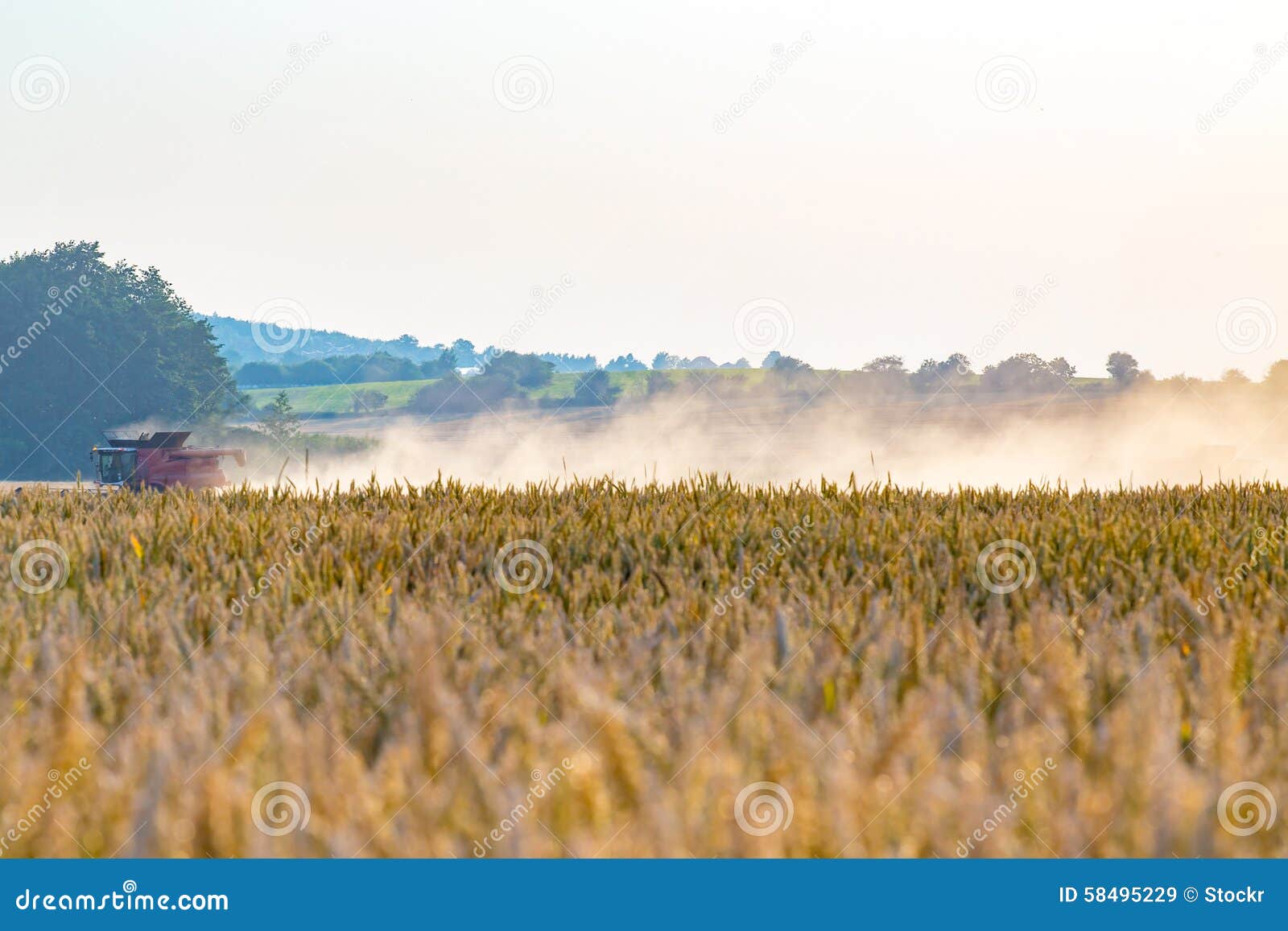 Combine Working on Barley Field Stock Image - Image of crop, equipment ...