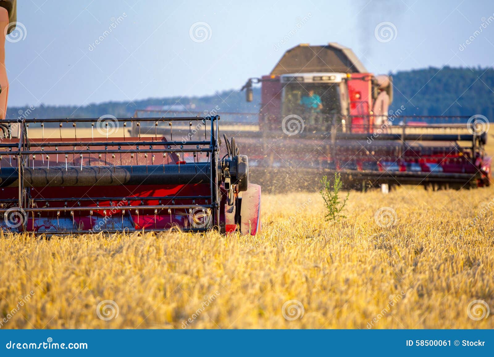 Combine Working on Barley Field Stock Image - Image of harvester, field ...