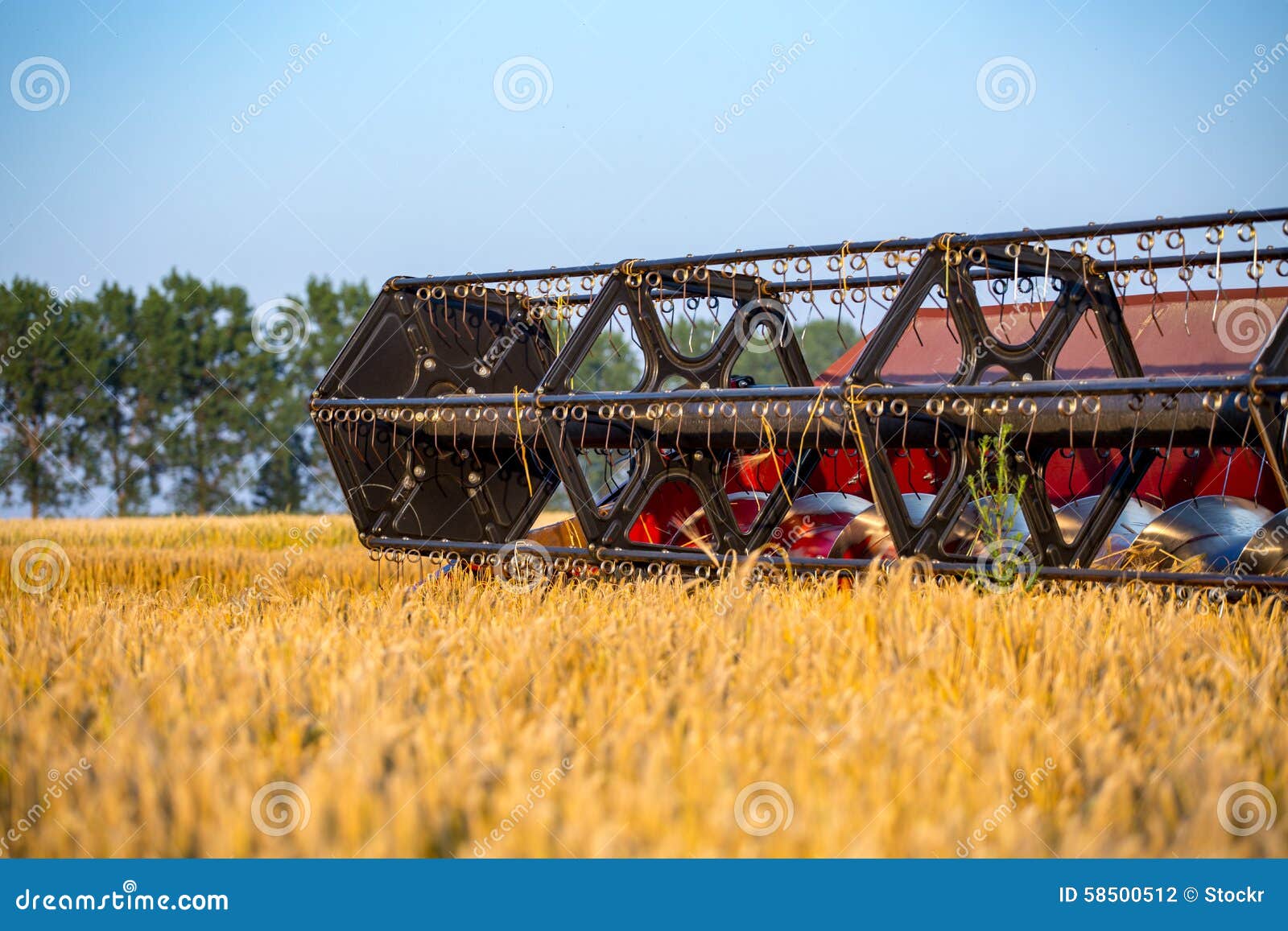 Combine Working on Barley Field Stock Photo - Image of grain, color ...