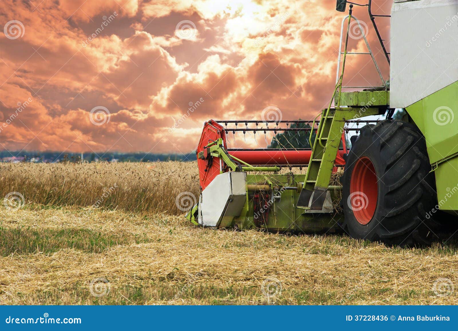 Combine Working on a Wheat Field Stock Photo - Image of crop, autumn ...