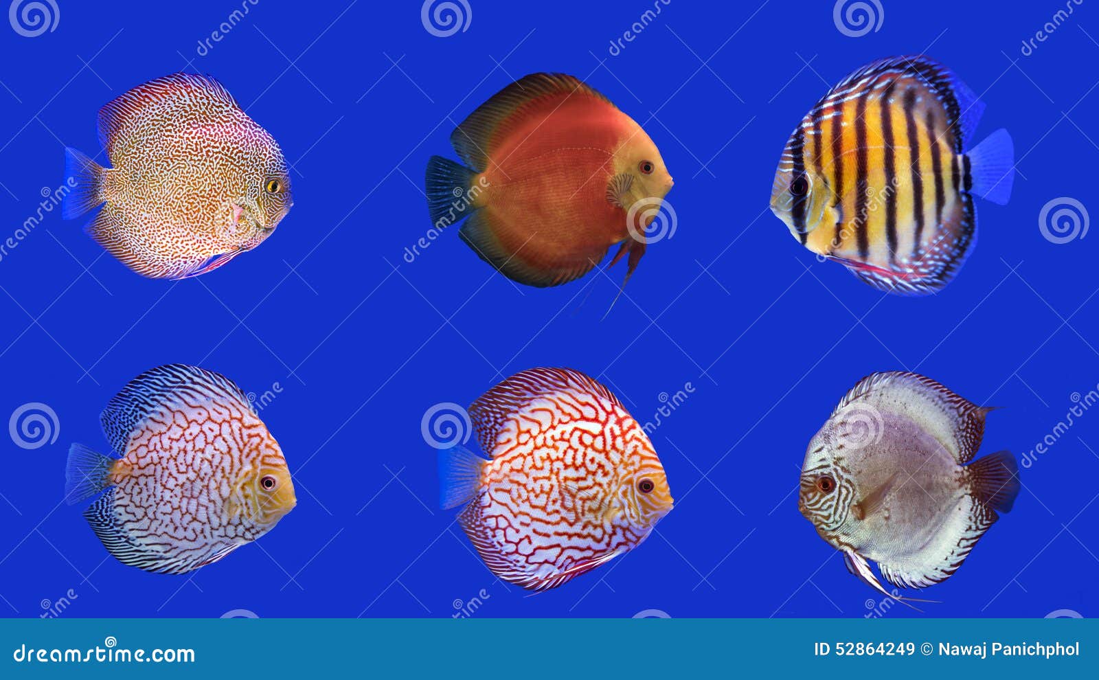 Types Of Discus Fish