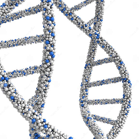 The Combined Structure DNA Molecules in the Form Stock Illustration ...