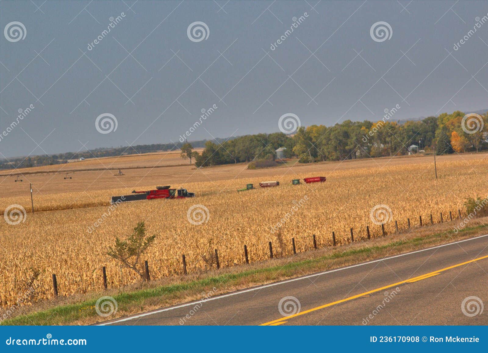 Combines Harvesting Fall Corn Harvest Stock Photo - Image of vibrant ...