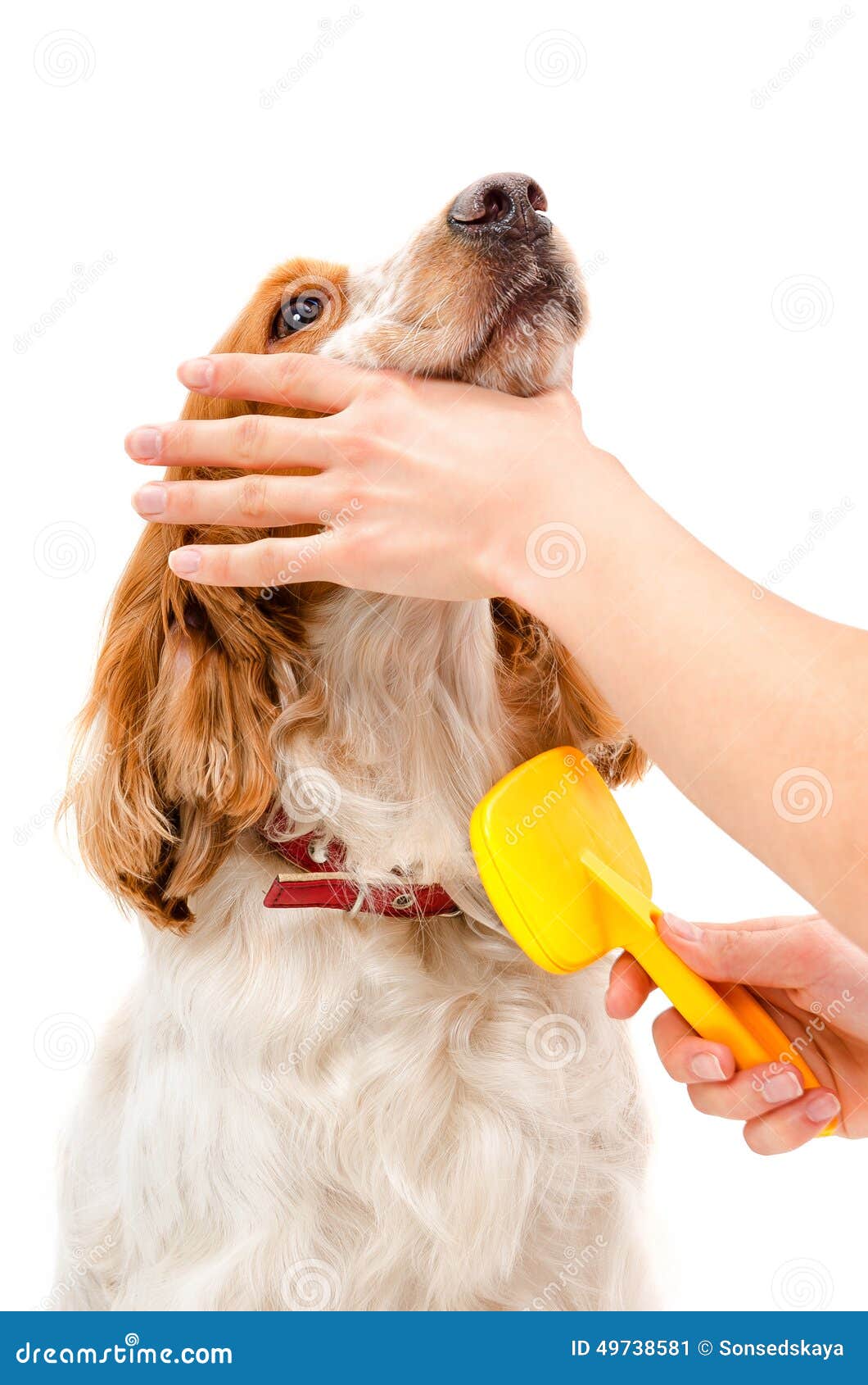 Combing Dog Breed Russian Spaniel Stock Image - Image of domestic ...