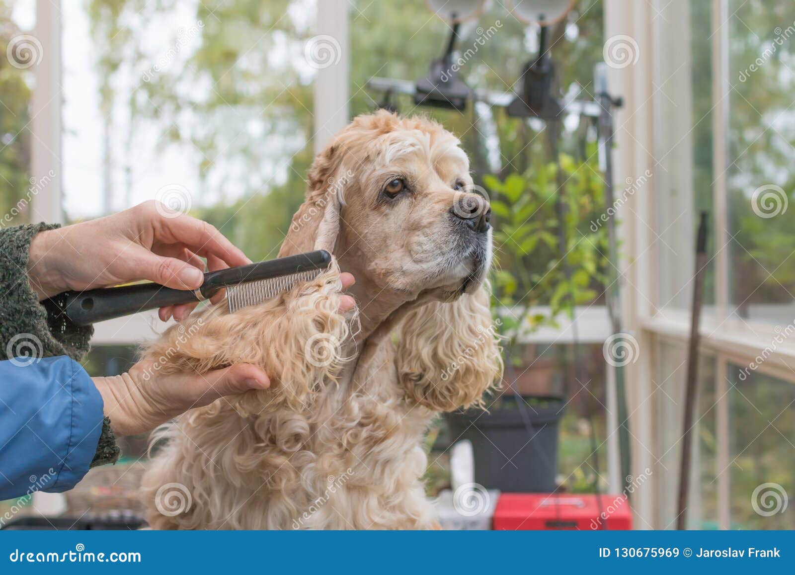 Combing the Long Ears of the American Cocker Spaniel Stock Image ...