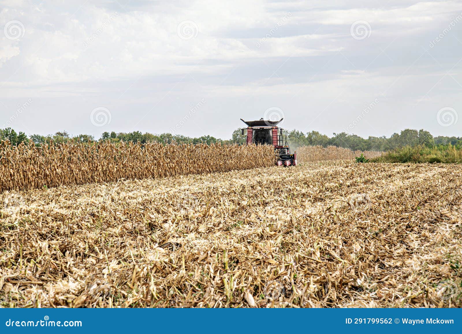 Combining field corn stock photo. Image of summer, crop - 291799562