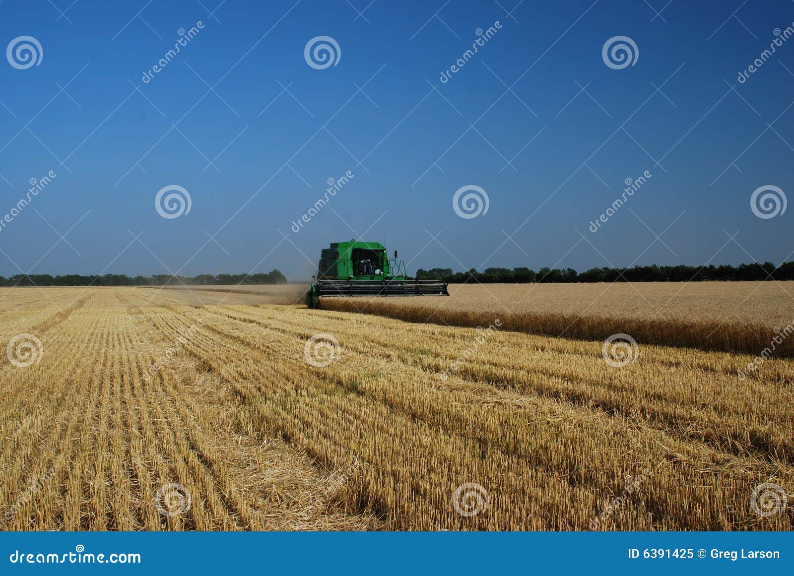 Combining Grain stock image. Image of wheat, minnesota - 6391425