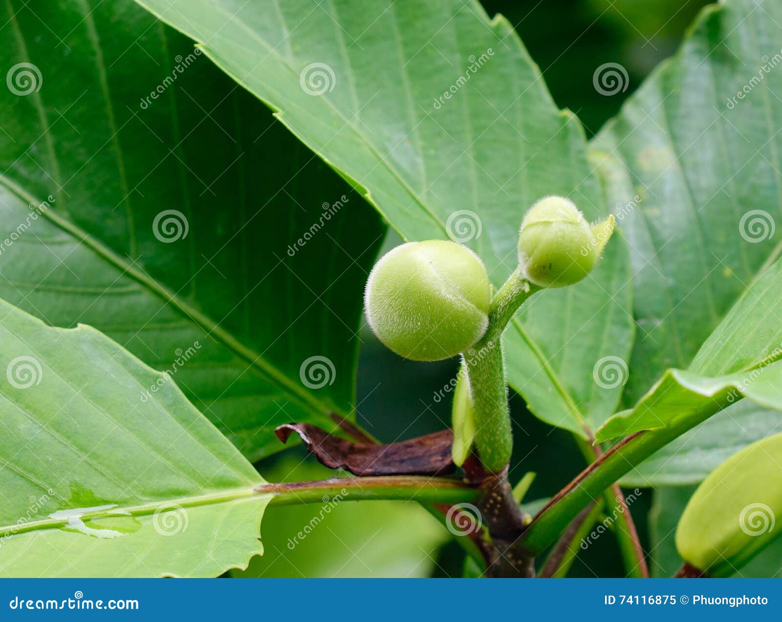 Combretaceae Tree with Flowers Stock Image - Image of park, sand: 74116875