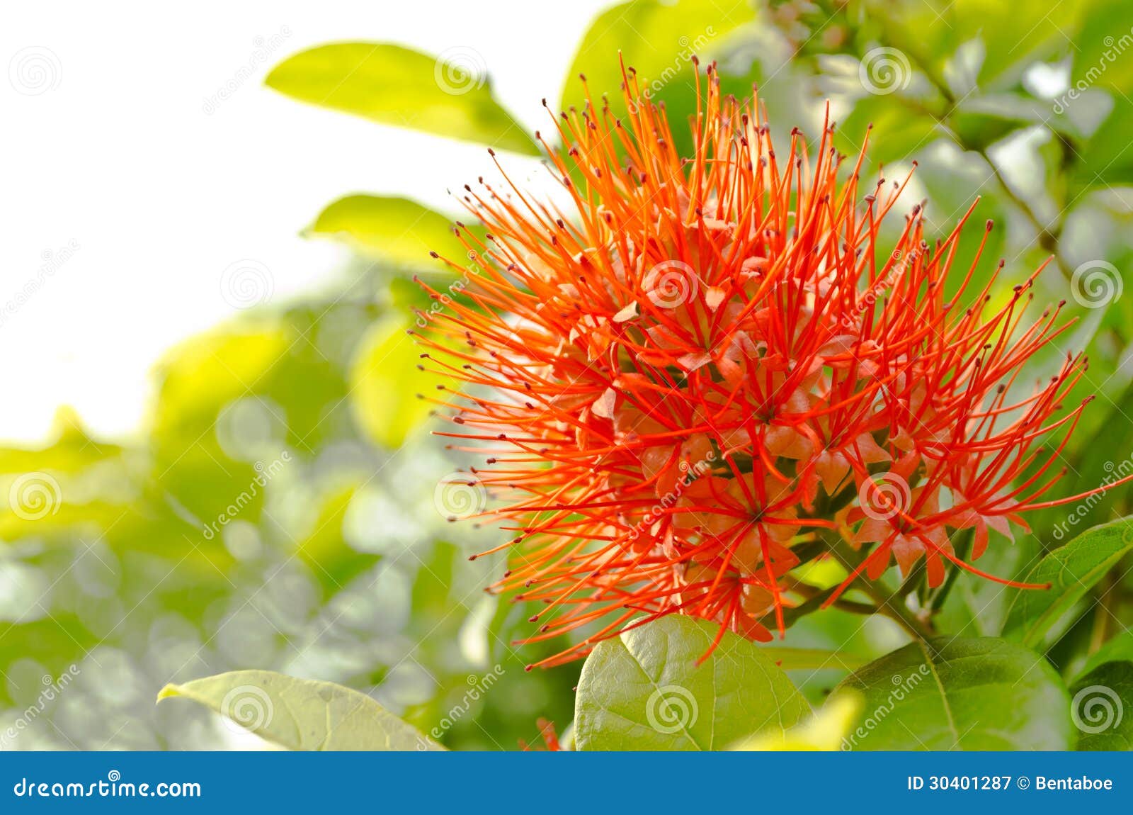 Combretum erythrophyllum stock image. Image of nature - 30401287