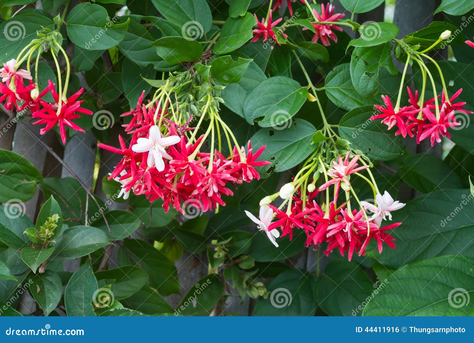 Combretum Indicum, Chinese Honeysuckle or Rangoon Creeper Stock Photo ...