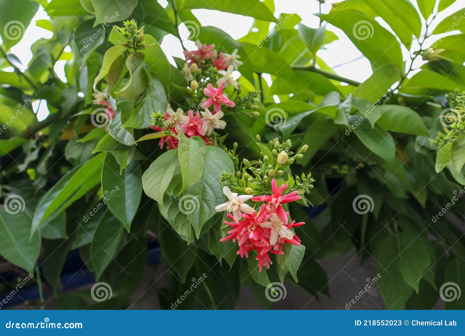 Combretum indicum flower stock image. Image of garden - 218552023