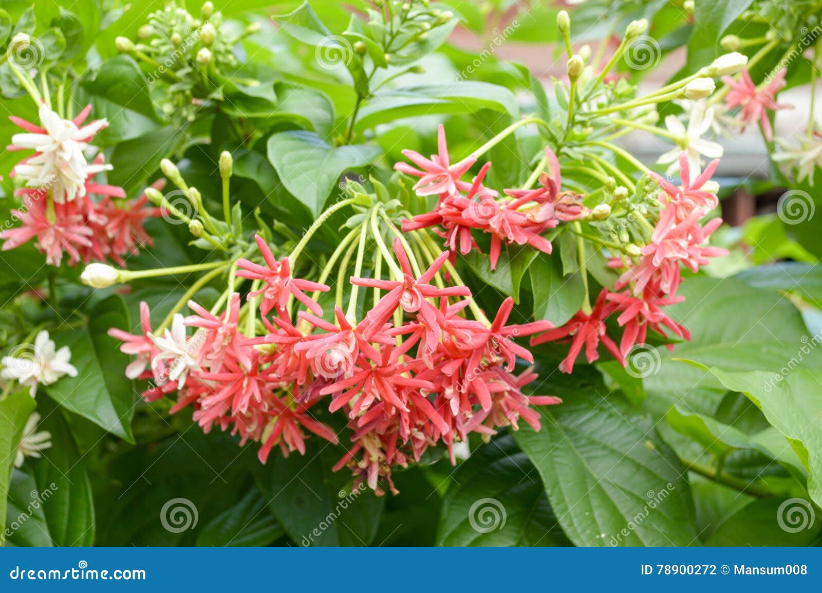 Combretum indicum flower stock photo. Image of flower - 78900272