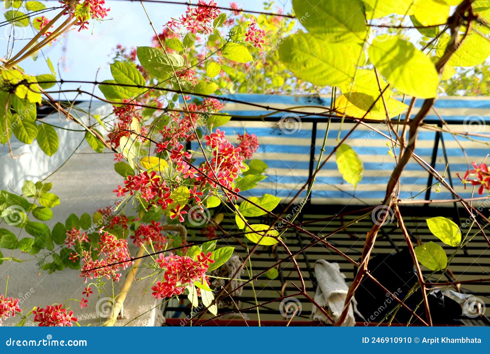 Combretum Indicum or Rangoon Creeper Stock Photo - Image of garden ...