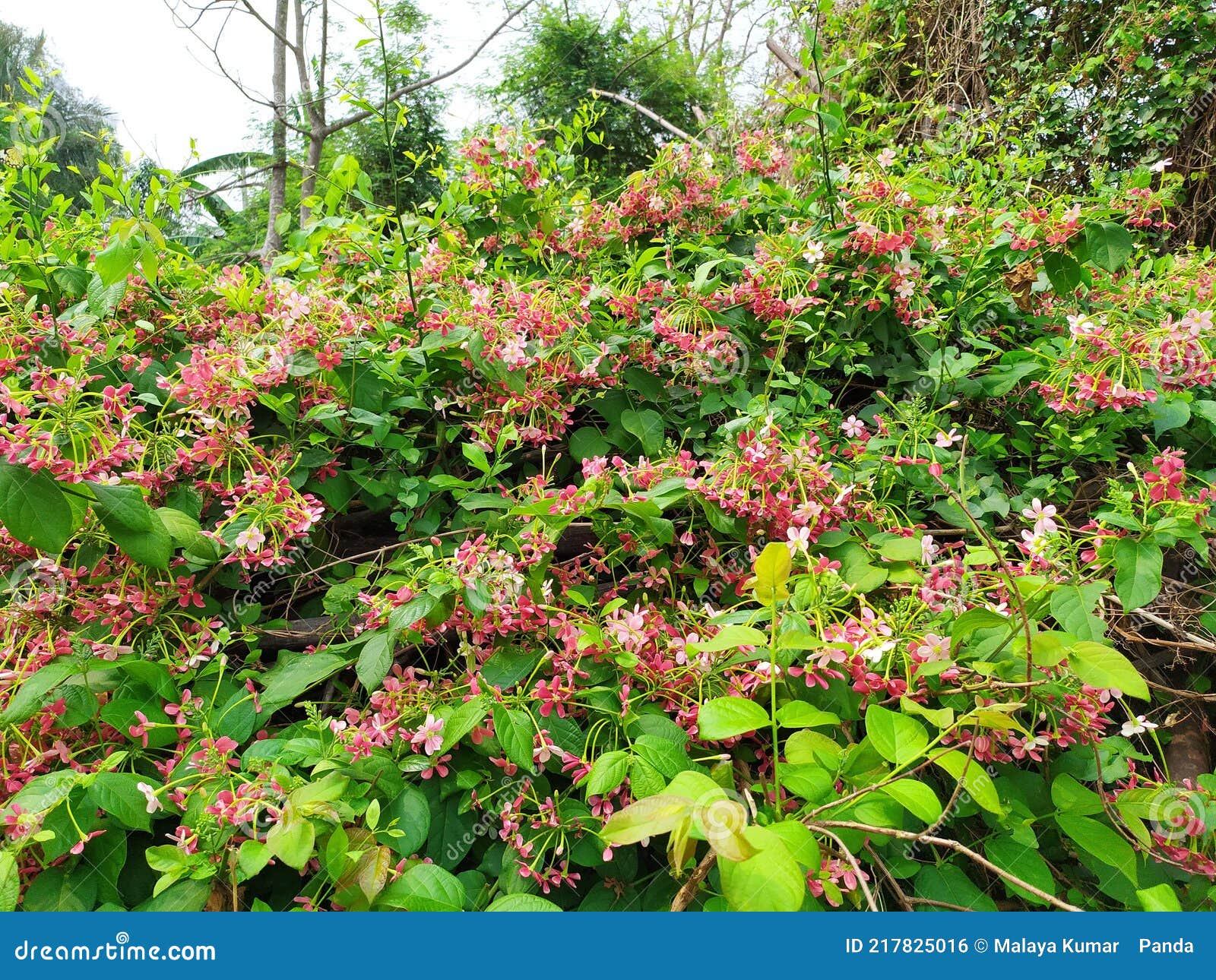 Combretum Indicum or Rangoon Creepers in a Summer Morning . Stock Photo ...