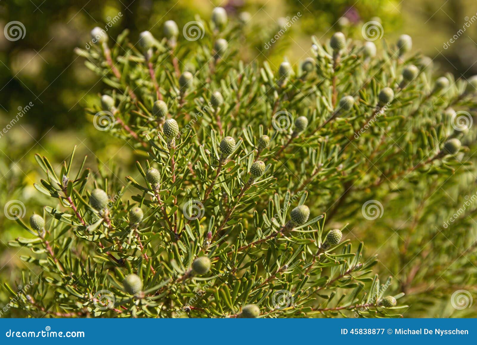 Cone bush Leucadendron stock image. Image of leucadendron - 45838877