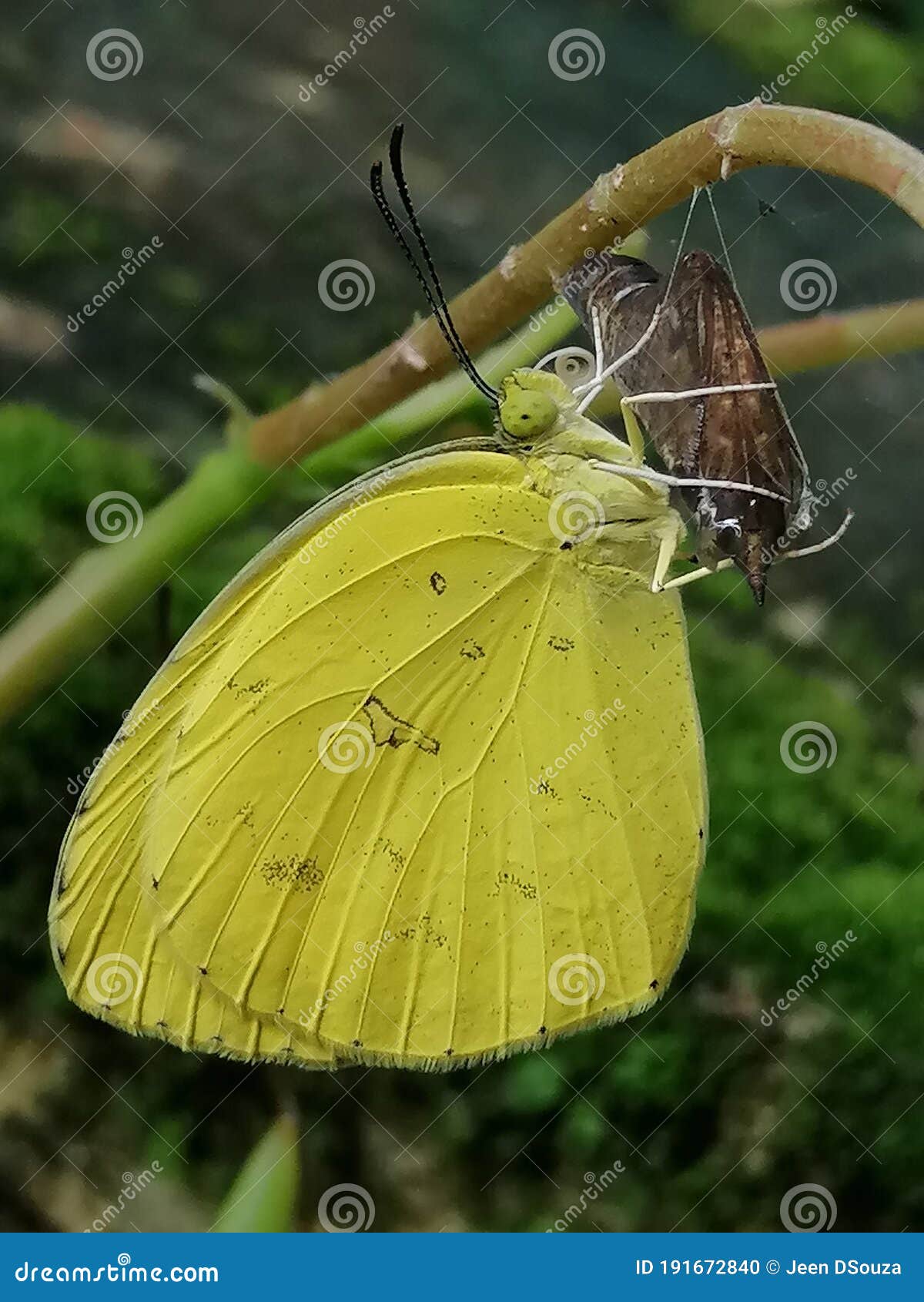 Come Butterfly Color My Life Stock Photo - Image of flower, butterfly ...