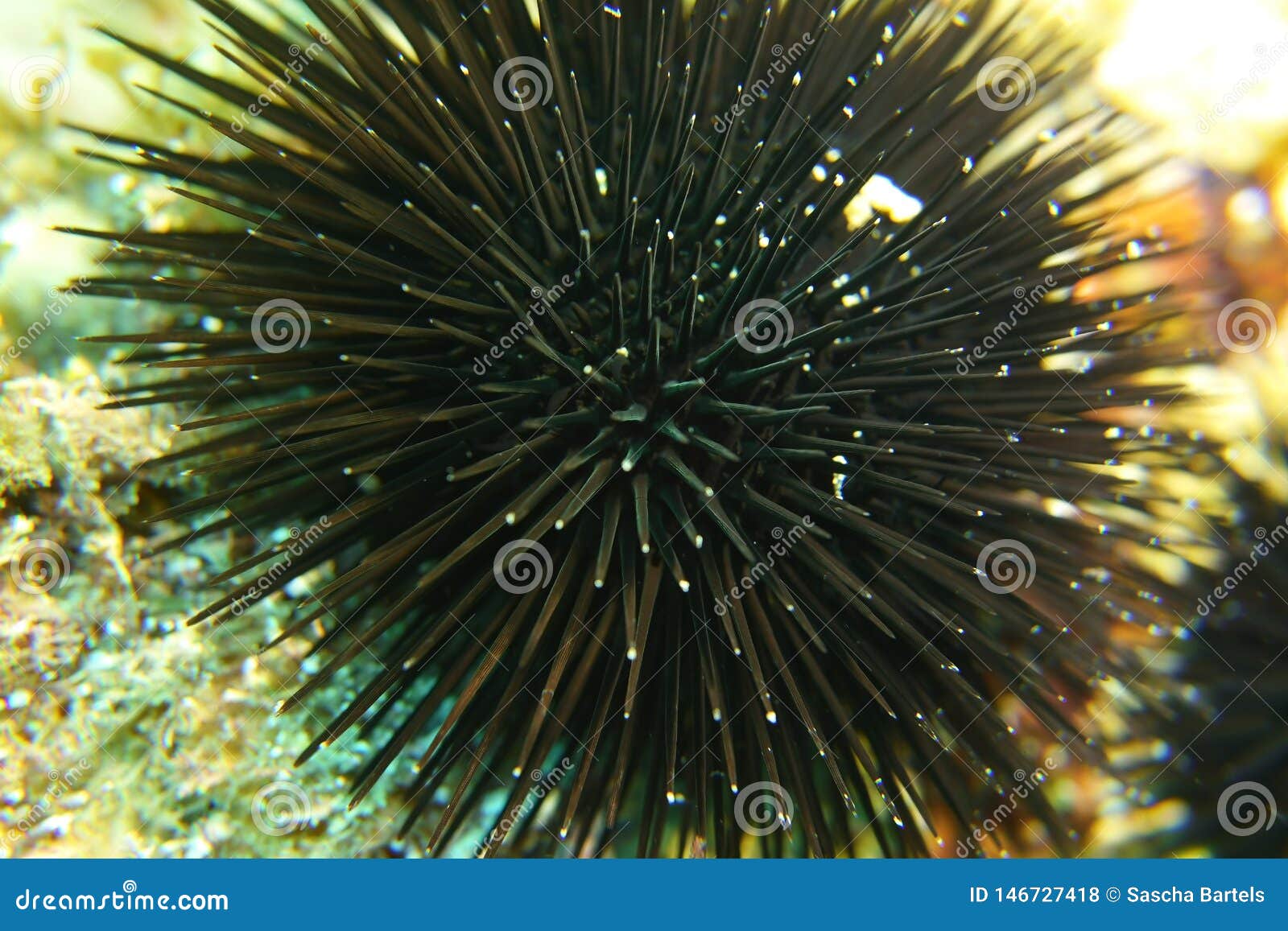 Come Close To the Sea Urchin Stock Photo - Image of water, life: 146727418