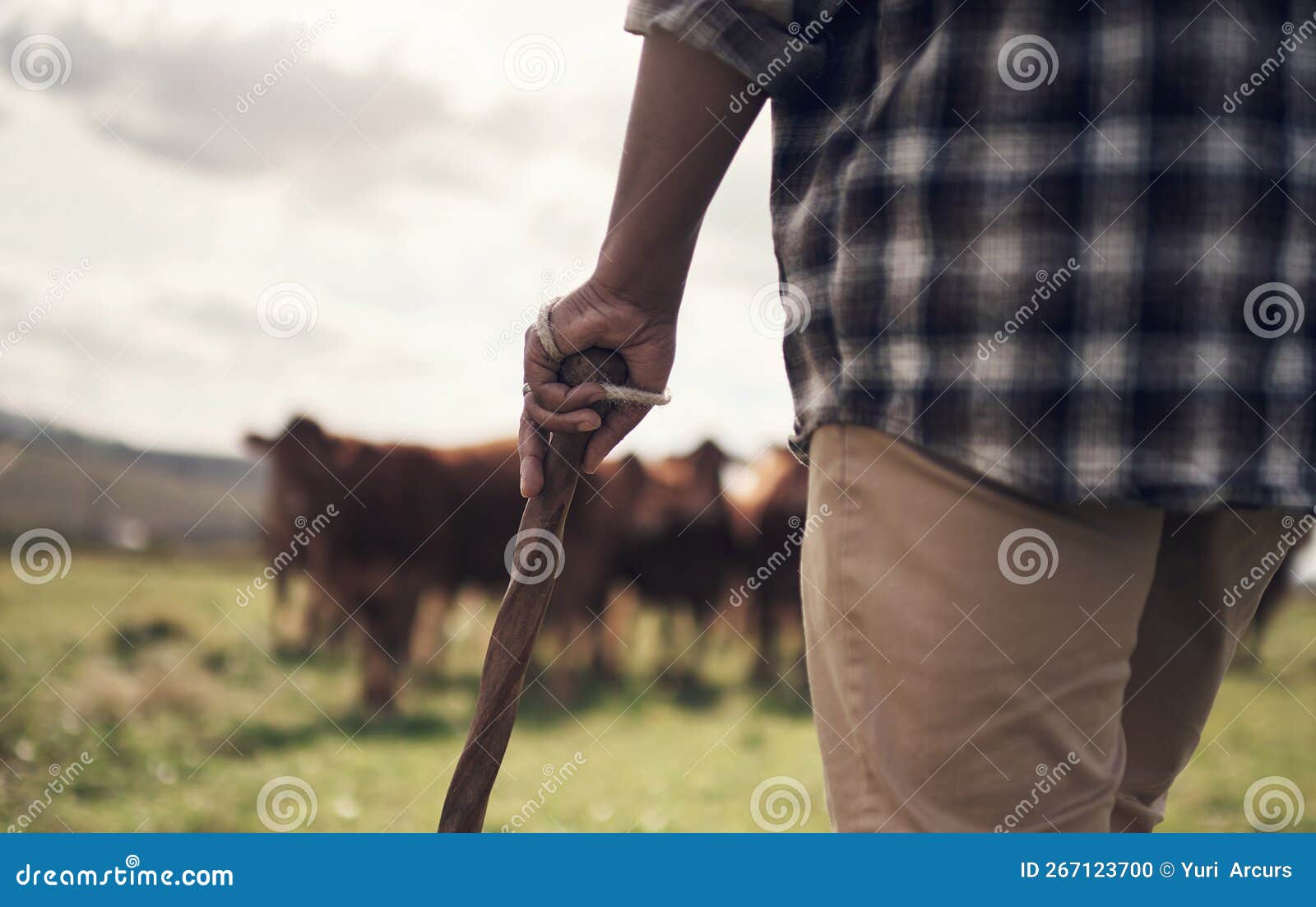 Come on Guys, Lets Go Home. a Man Working on a Cow Farm. Stock Photo ...