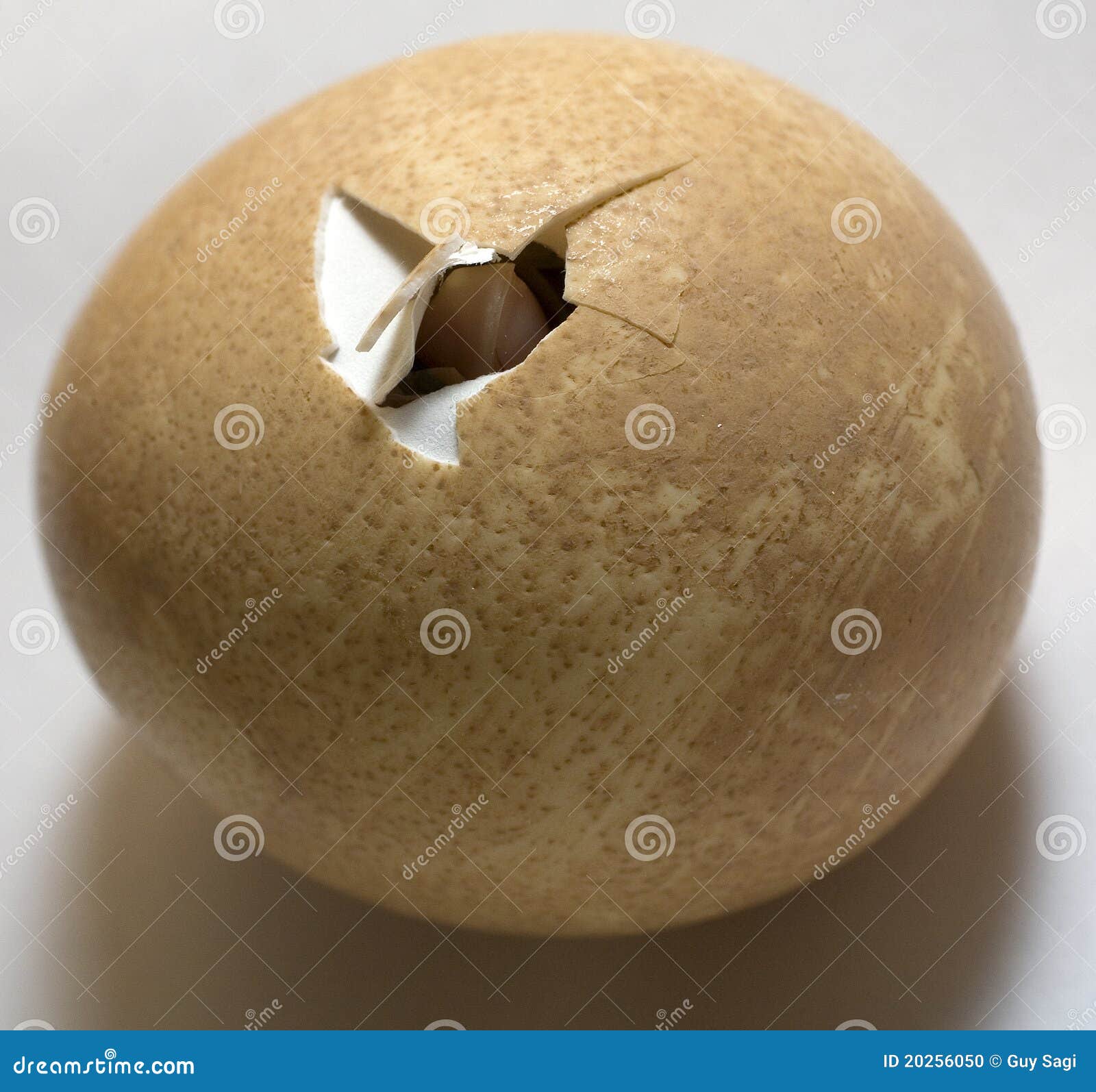 Come out of that shell stock photo. Image of bird, cracked - 20256050