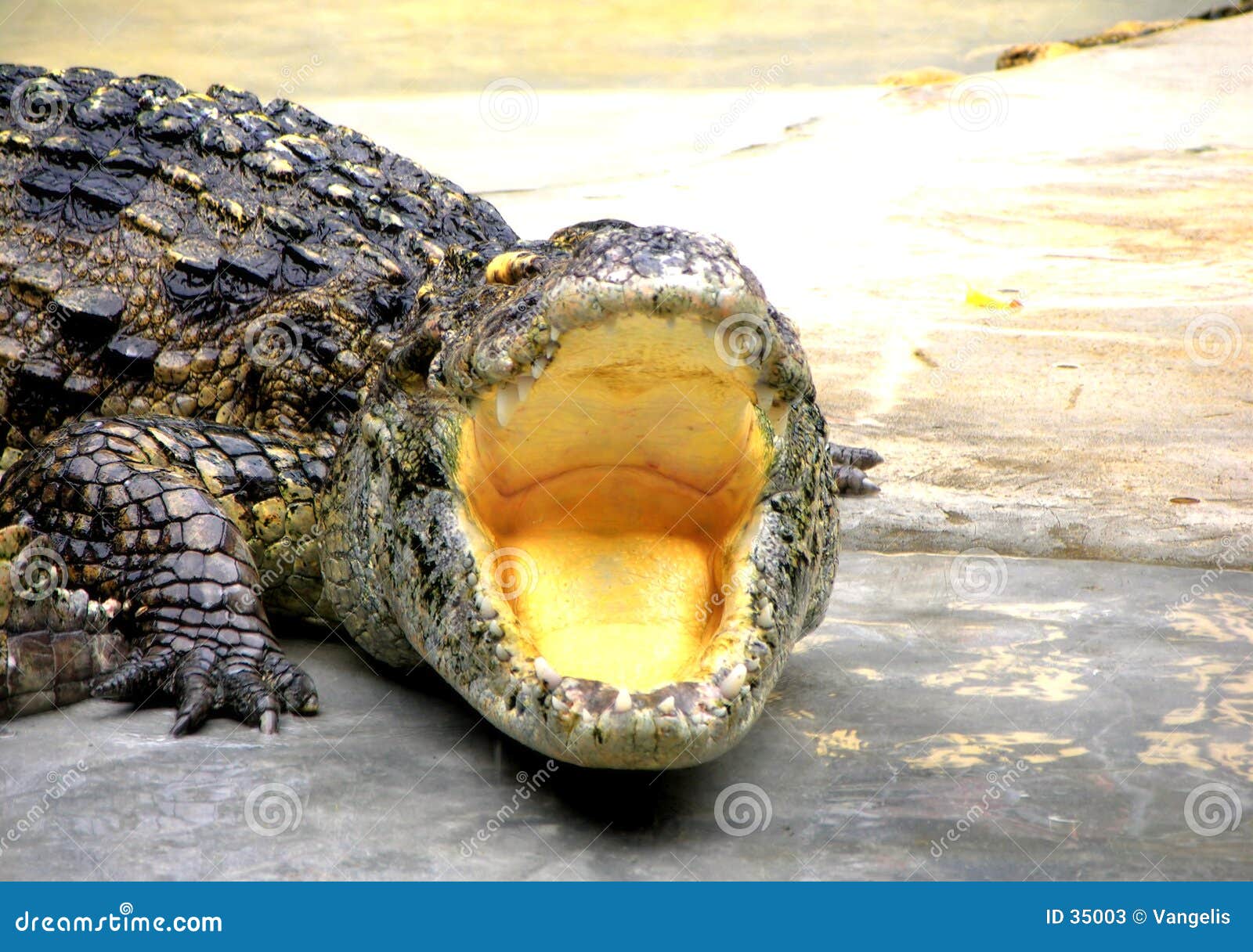Come Play With Me Stock Image Image Of Alligator Reptile 35003