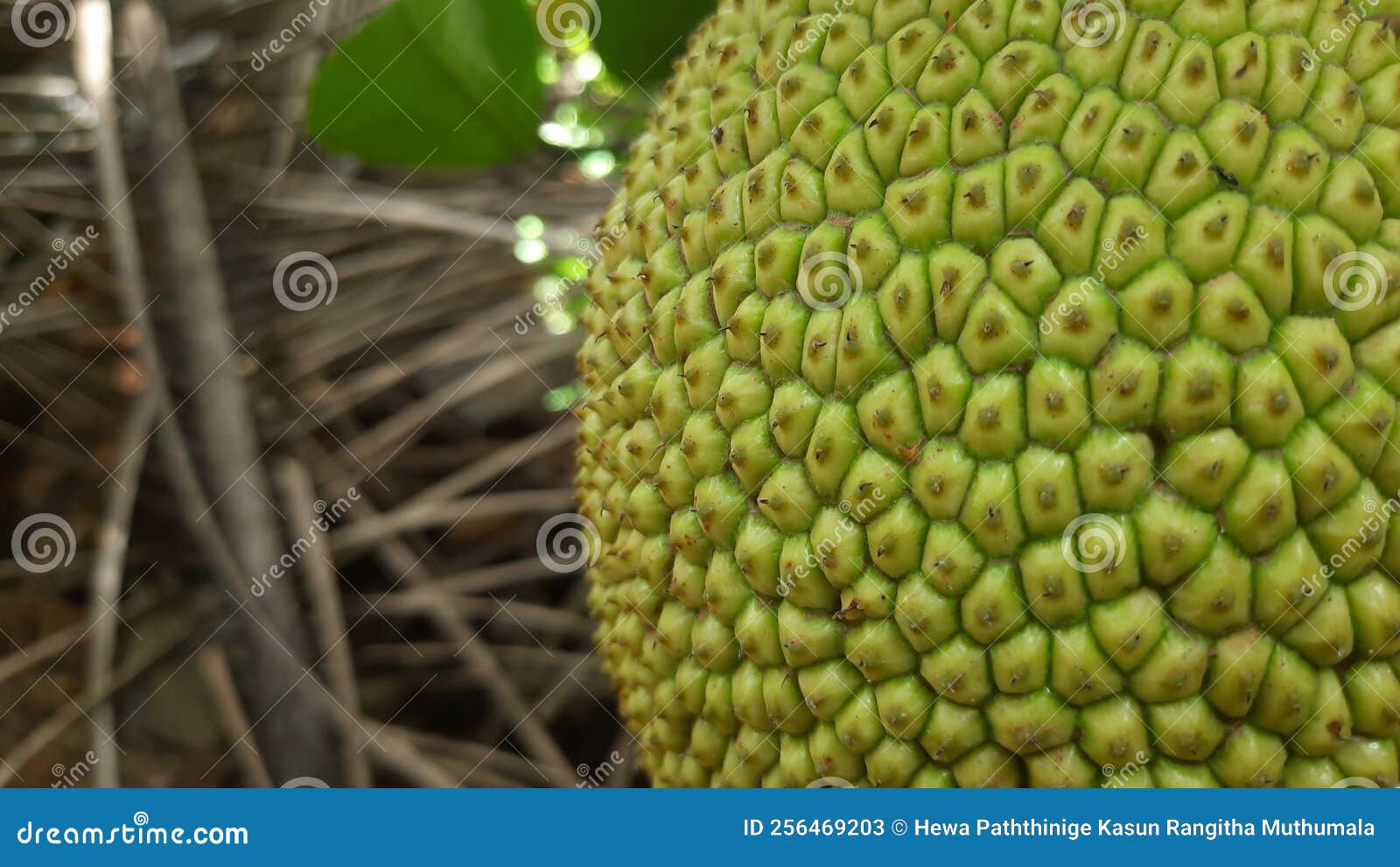 Unbleached Jackfruit Rind through the Eyes of the Camera Stock Image ...