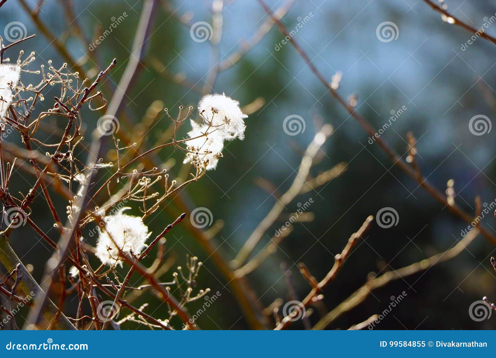 Flying seeds stock image. Image of flying, seeds, away - 99584855